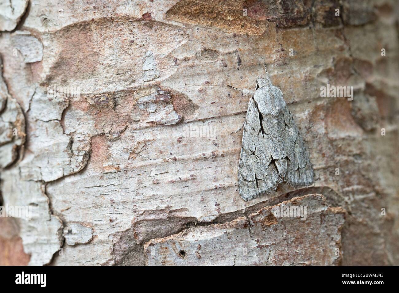 Grey daggers hi-res stock photography and images - Alamy