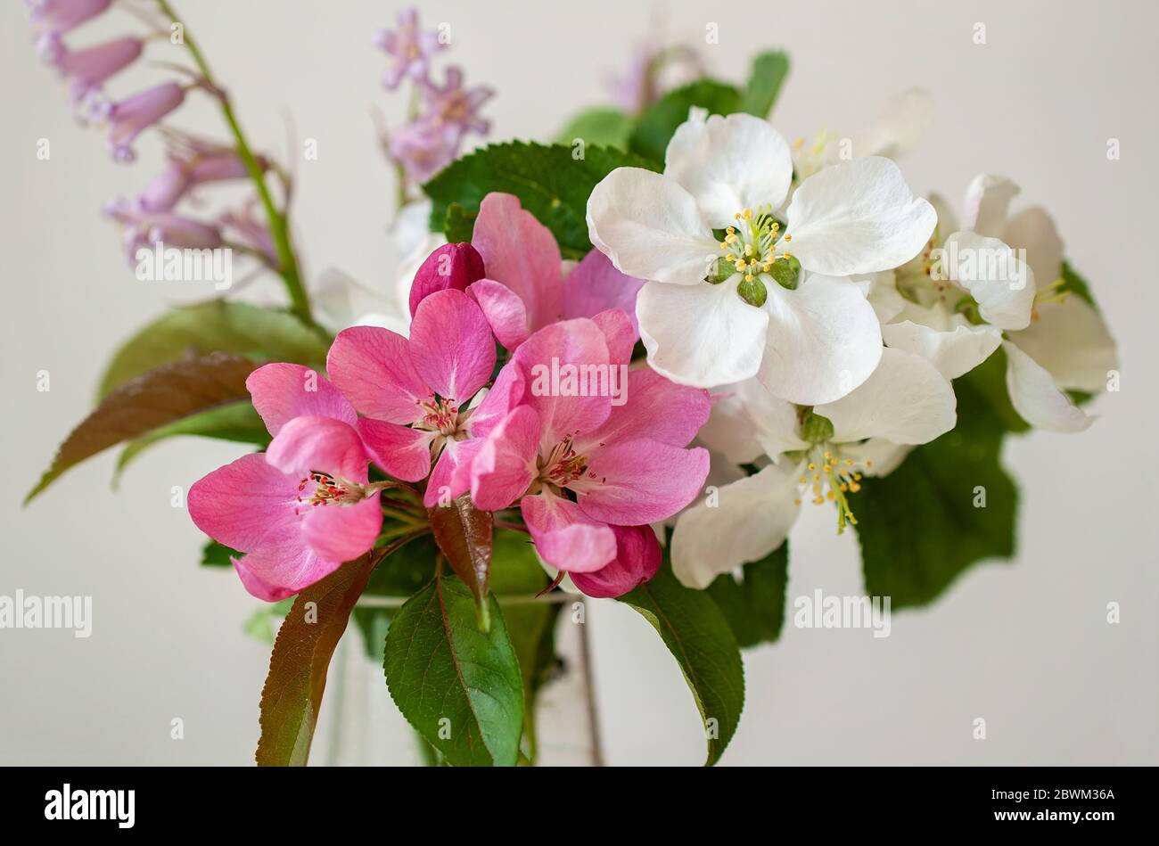 Pink and white flowering buds of garden trees, natural spring ...
