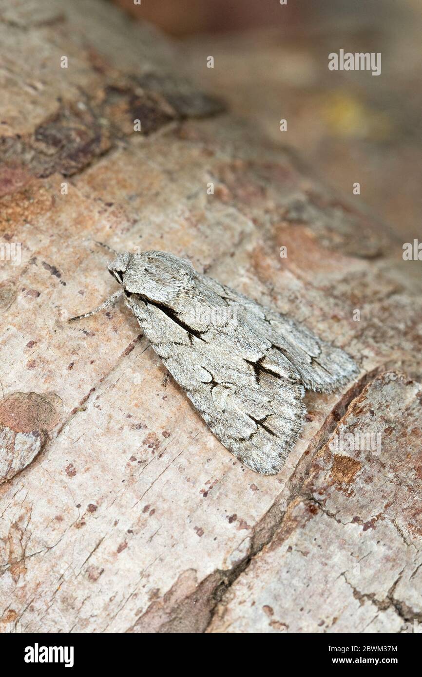 Grey daggers hi-res stock photography and images - Alamy