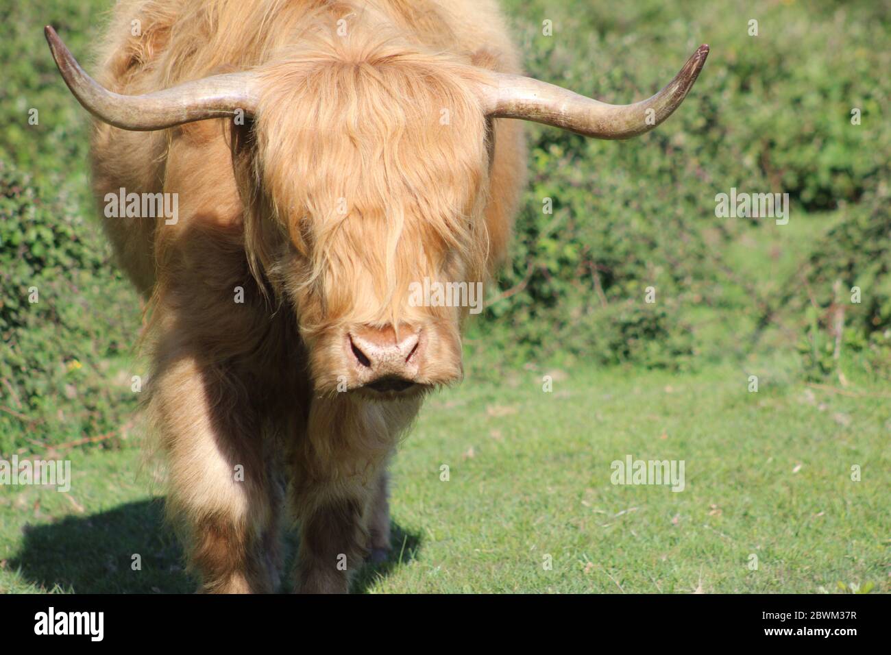 Highland Cattle New Forest Stock Photo - Alamy