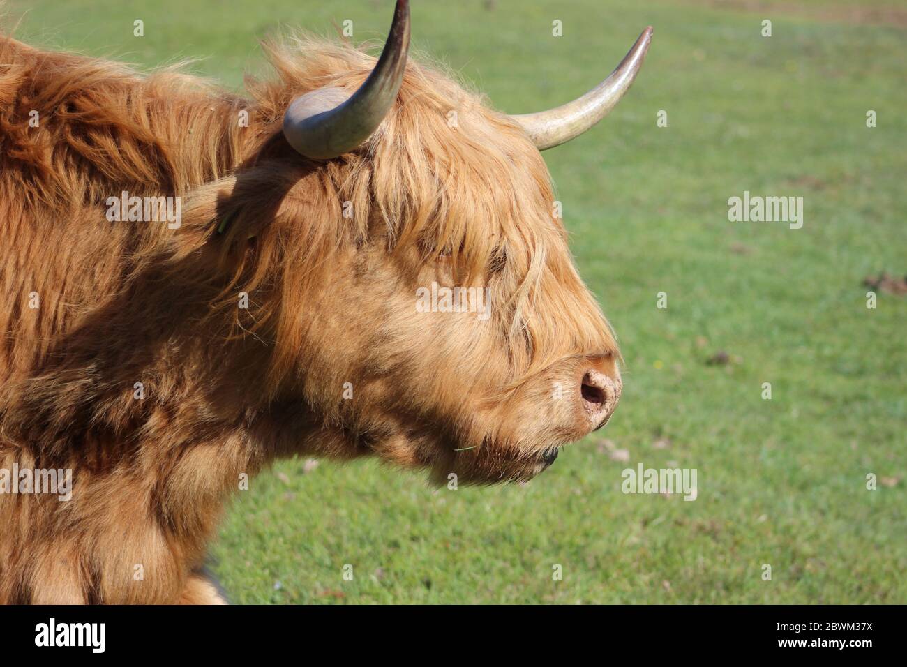 Highland Cattle in the New Forest Stock Photo - Alamy