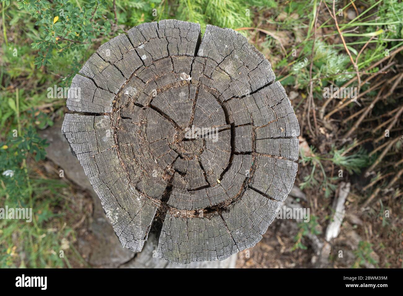 Old apple tree stump hi-res stock photography and images - Alamy
