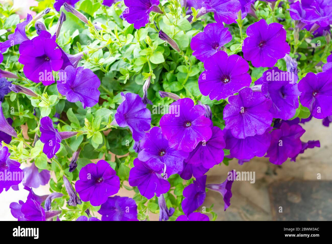 Purple flower bush The flowers have a bright purple spittoon Stock ...
