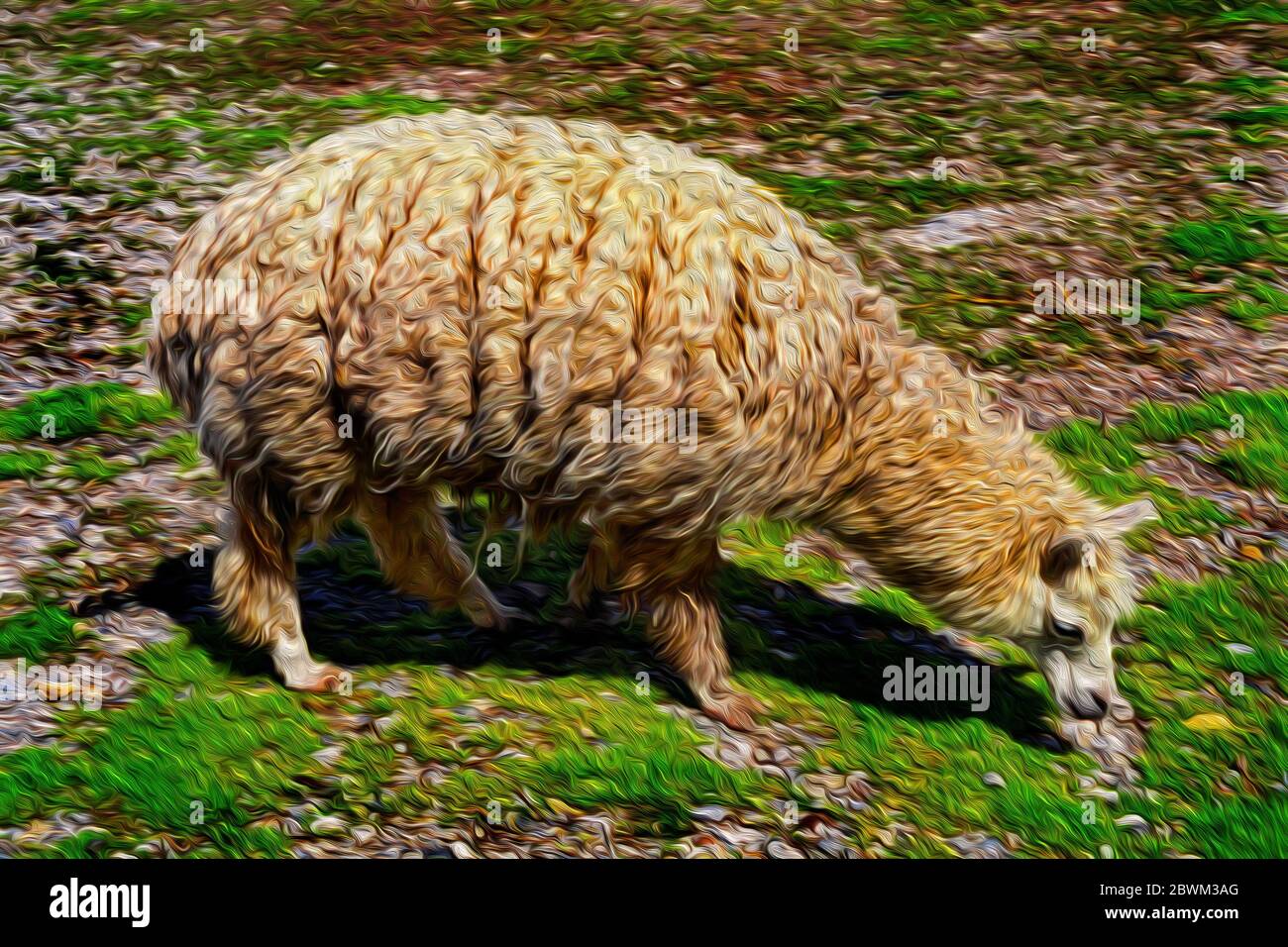 Llama graze grazing field hi-res stock photography and images - Alamy