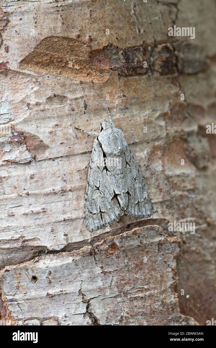 Grey Dagger (Acronicta psi Stock Photo - Alamy