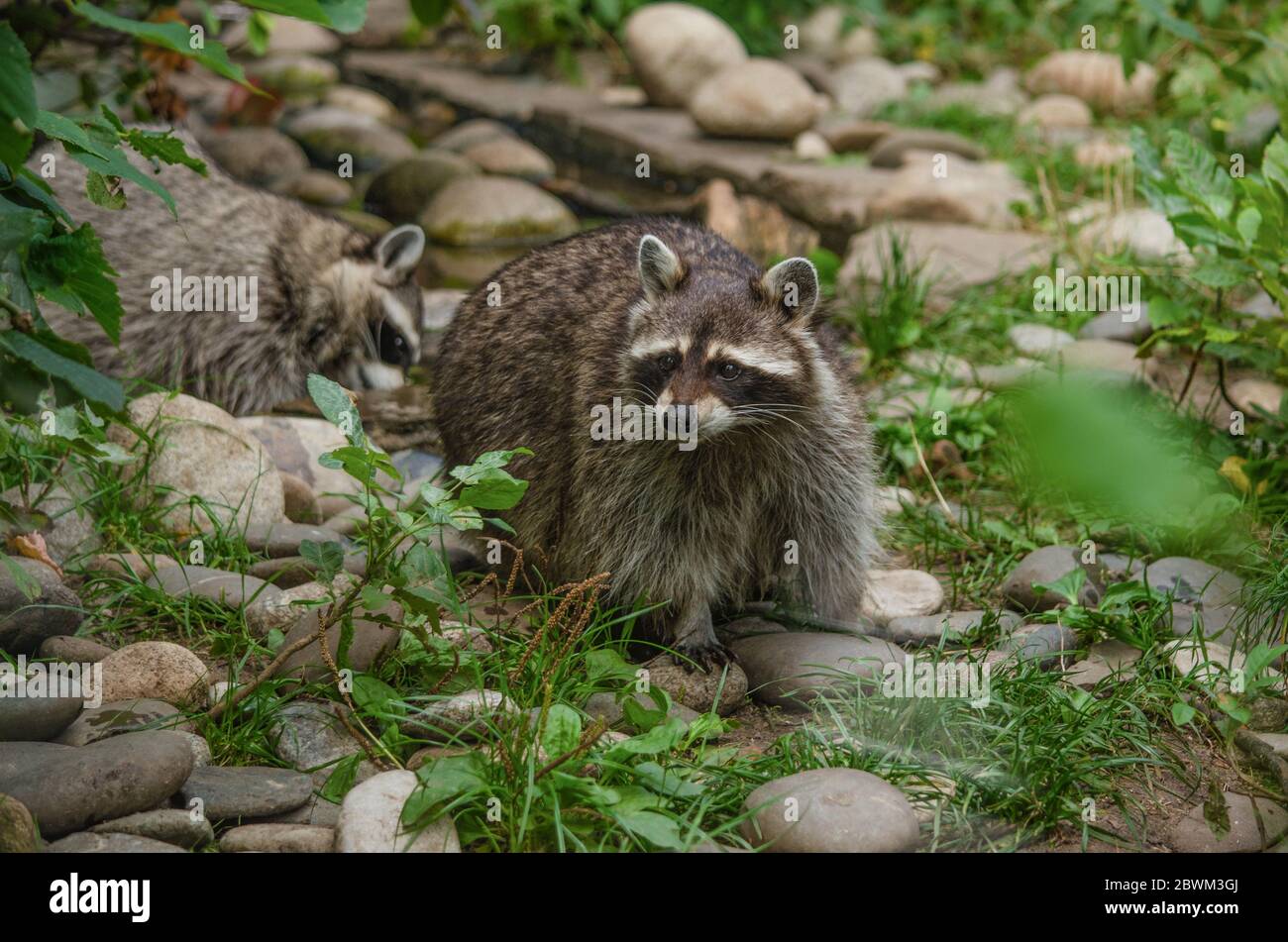 Cute curious raccoons at green forest on the zoo Stock Photo - Alamy