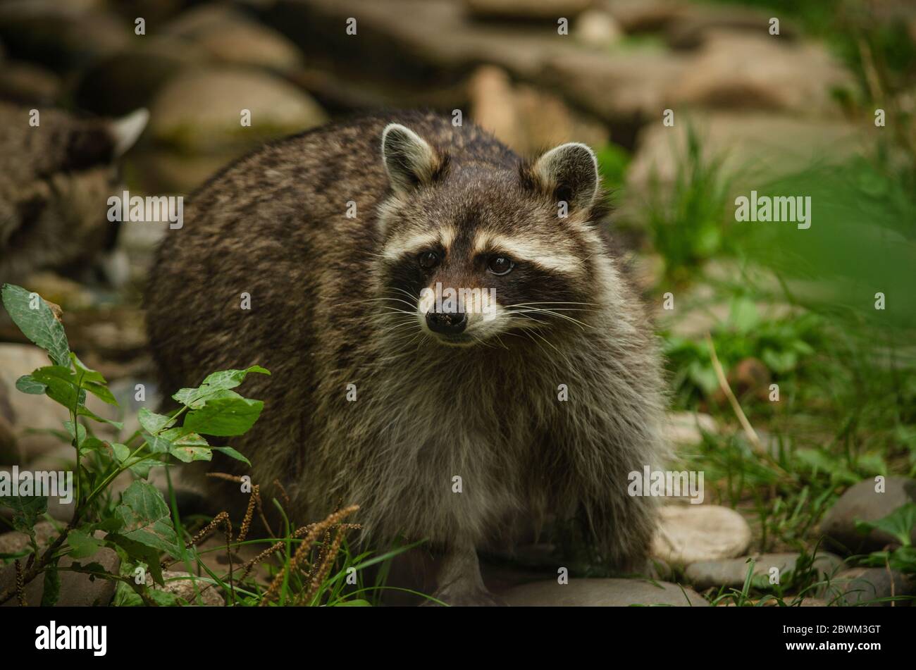 Cute curious raccoon at green forest on the zoo Stock Photo - Alamy