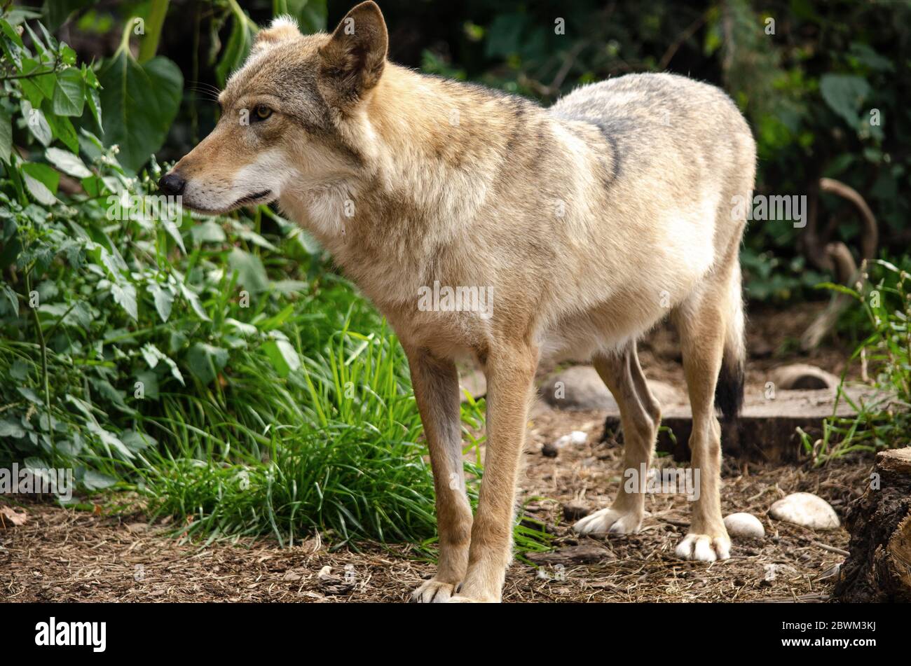 Wolves at the zoo and visitors at the aviary. Wolf posing on the rock ...