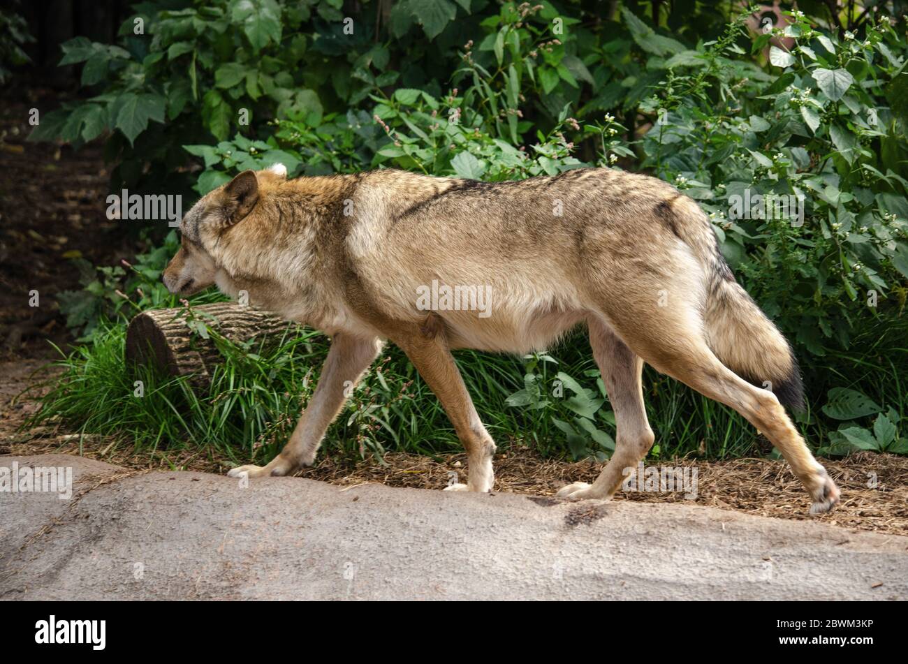 Wolves at the zoo and visitors at the aviary. Wolf posing on the rock ...