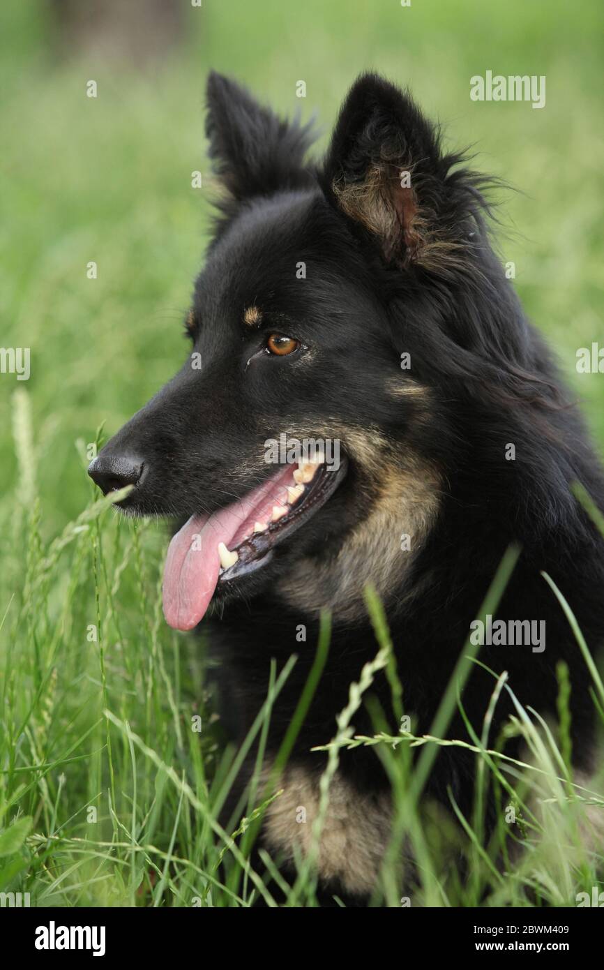 Young bohemian shepherd hi-res stock photography and images - Alamy