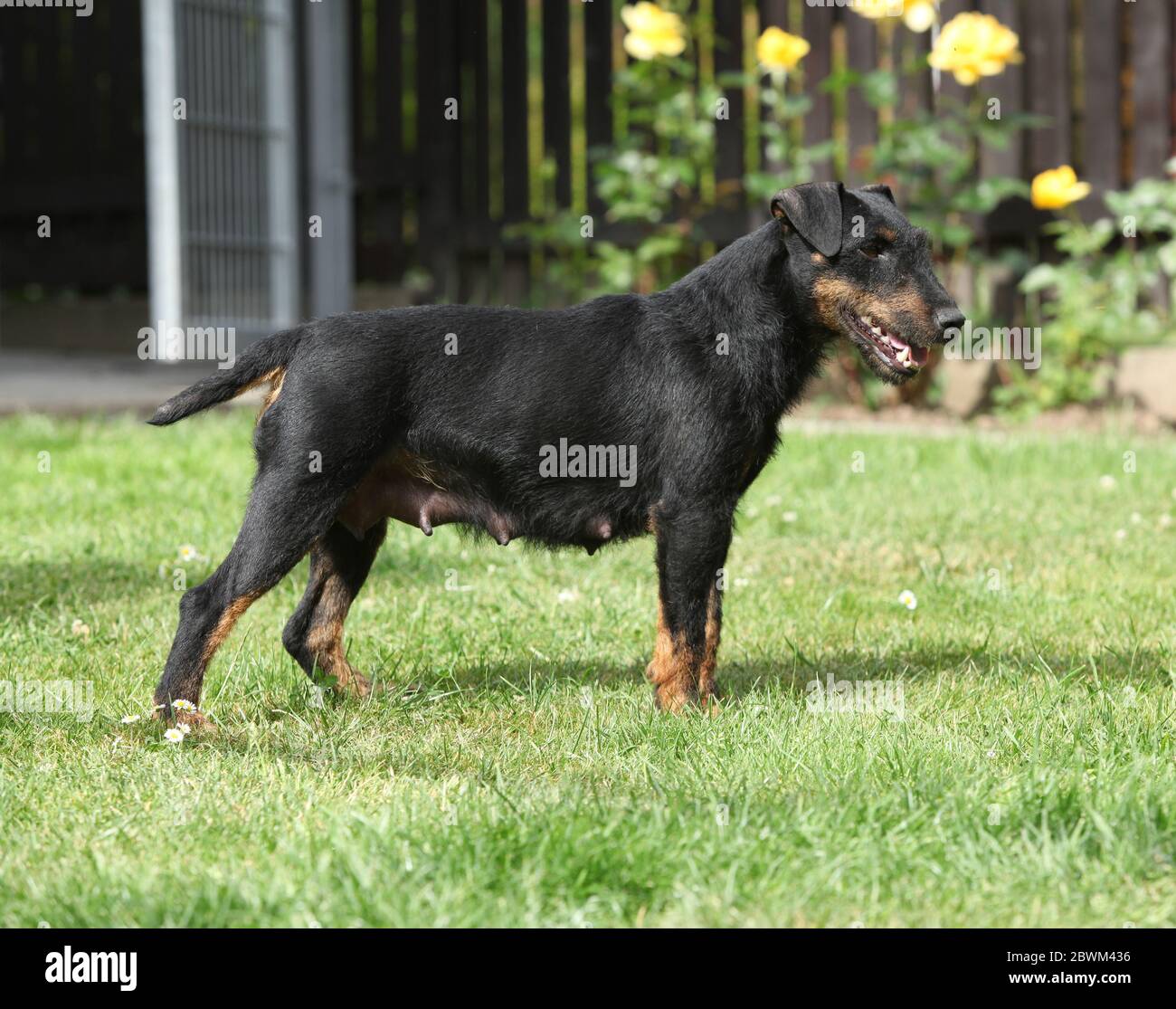 Beautiful German Hunting Terrier standing in the garden Stock Photo - Alamy