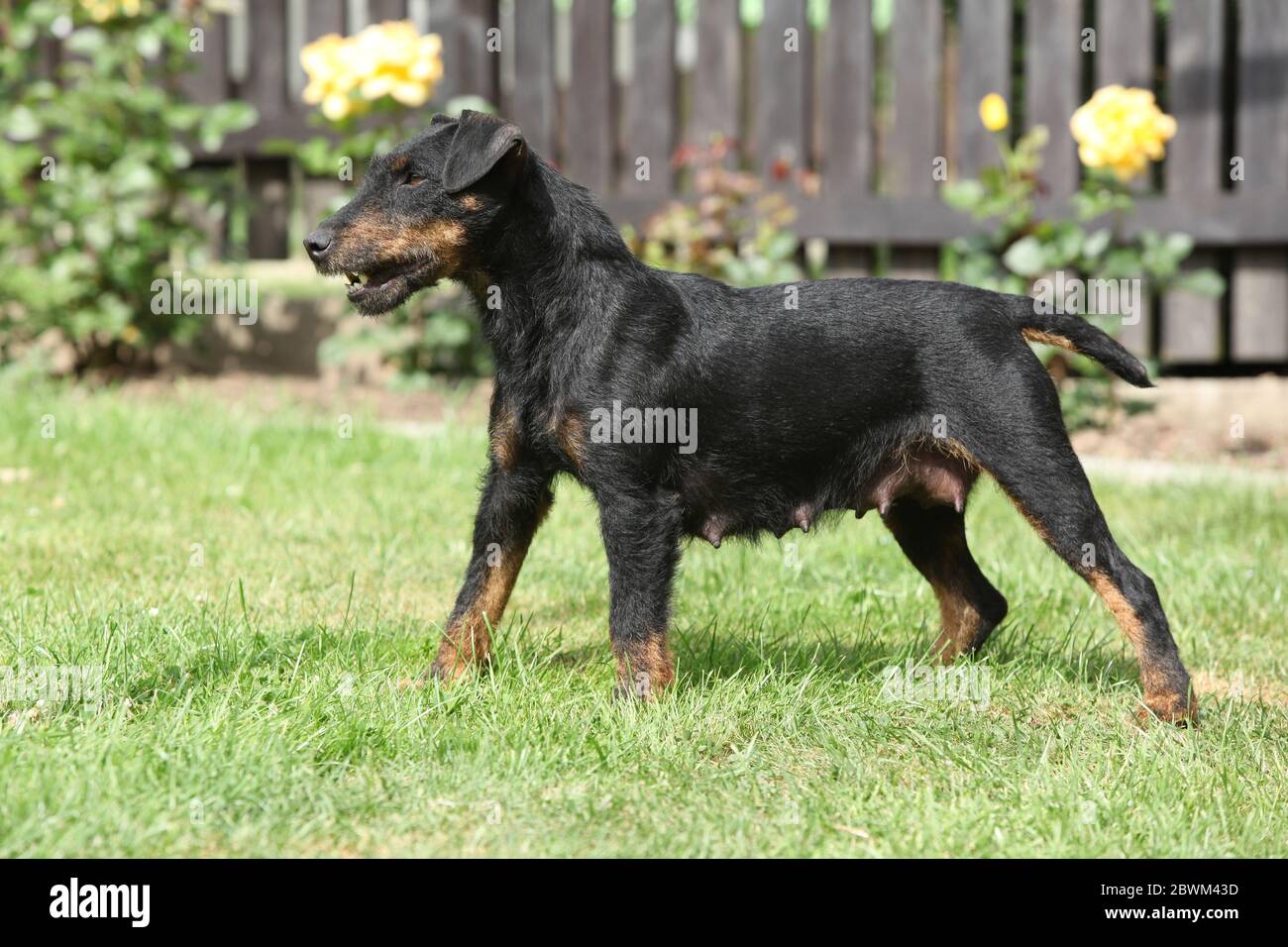 Beautiful German Hunting Terrier standing in the garden Stock Photo - Alamy