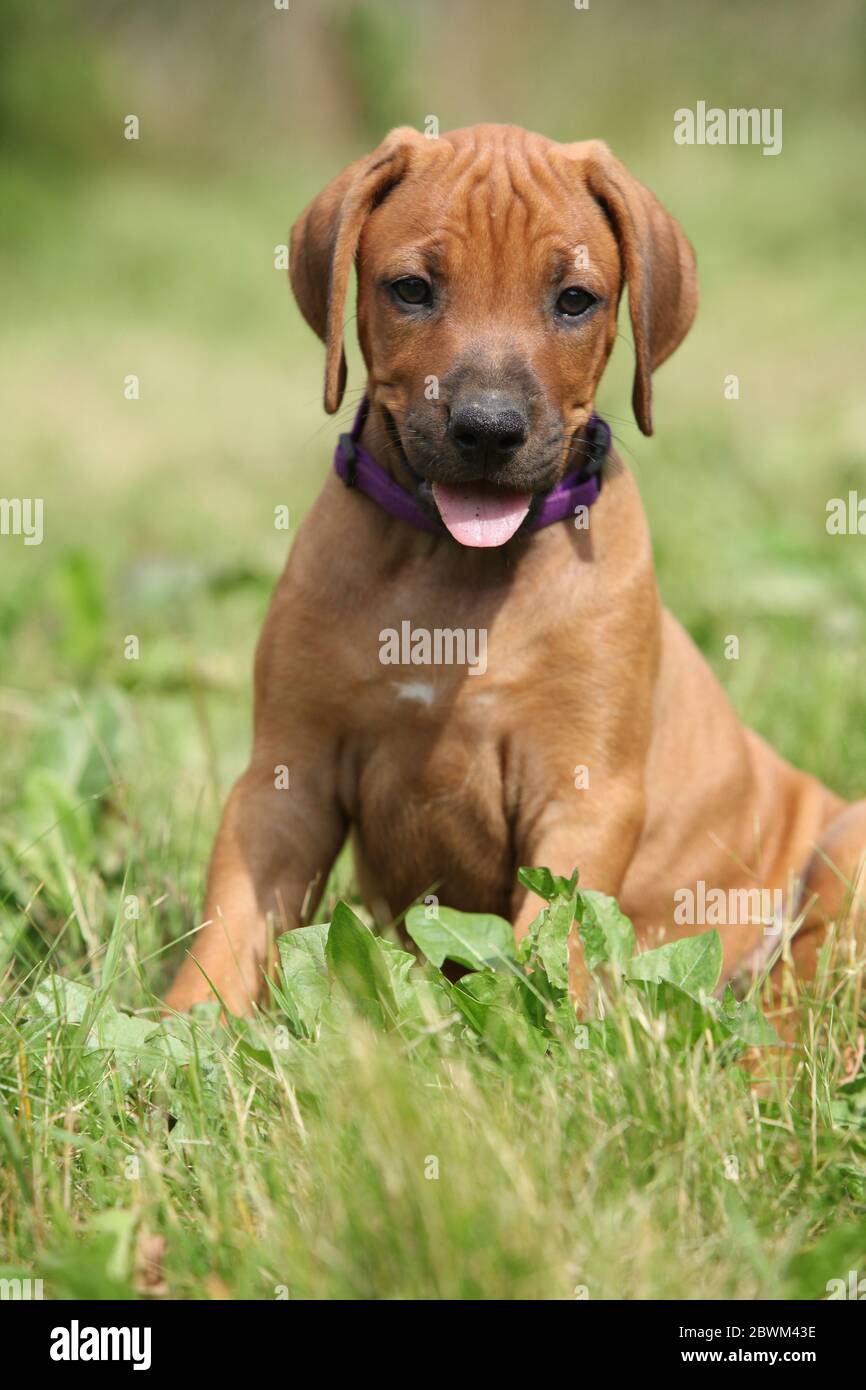 Amazing puppy of rhodesian ridgeback sitting in the garden Stock Photo ...