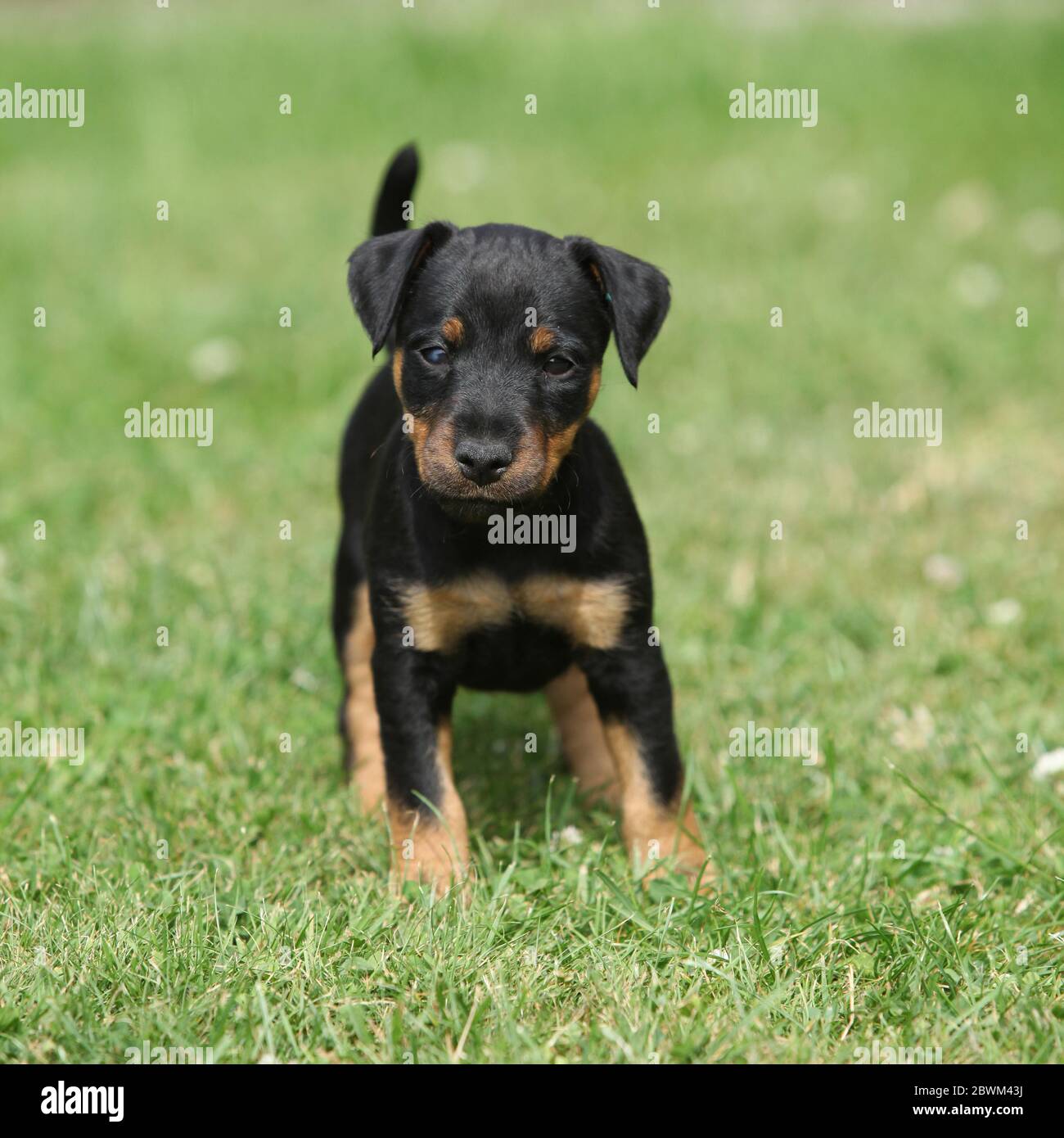 Beautiful puppy of German Hunting Terrier in the garden Stock Photo - Alamy