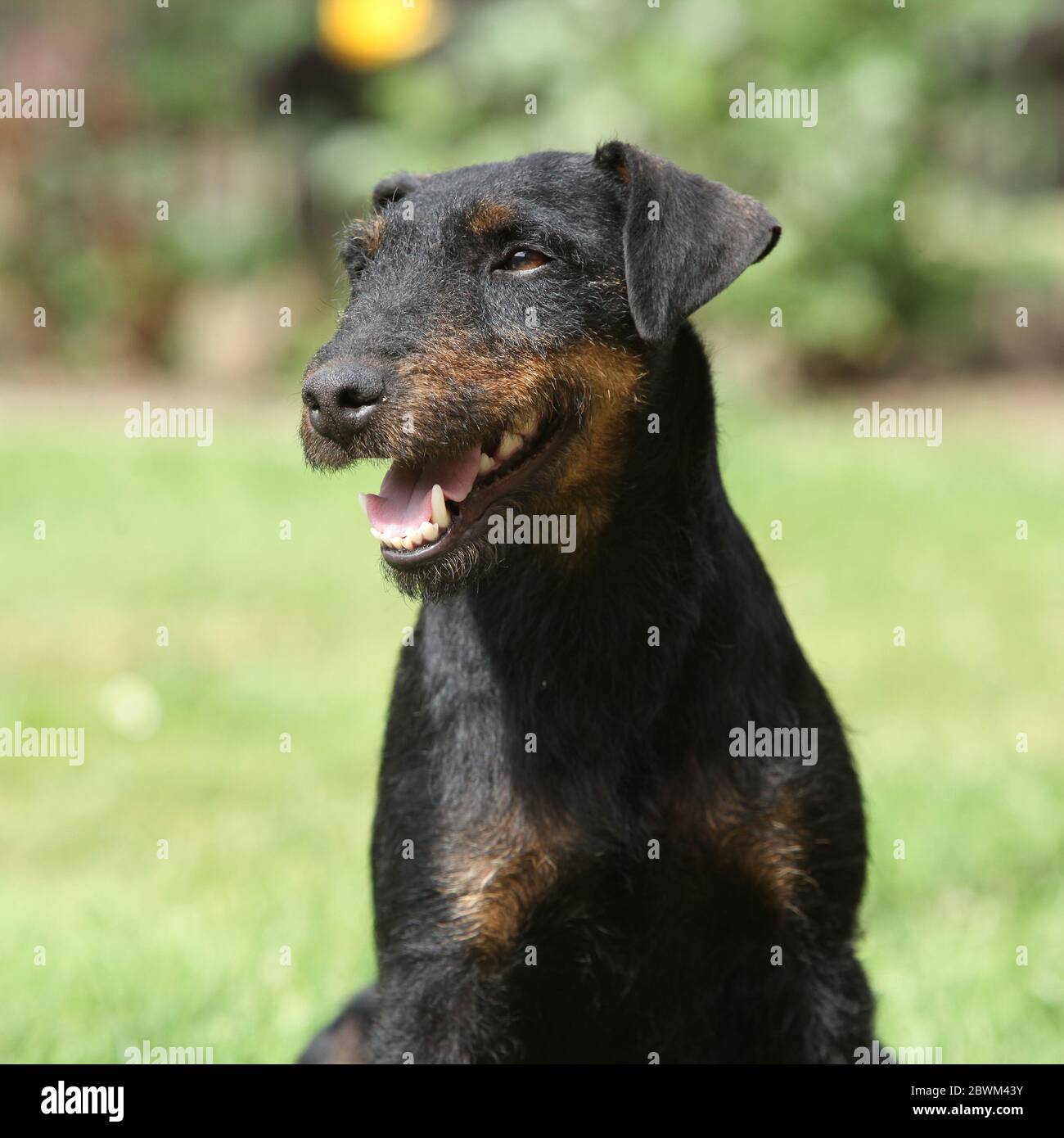 Beautiful German Hunting Terrier sitting in the garden Stock Photo - Alamy