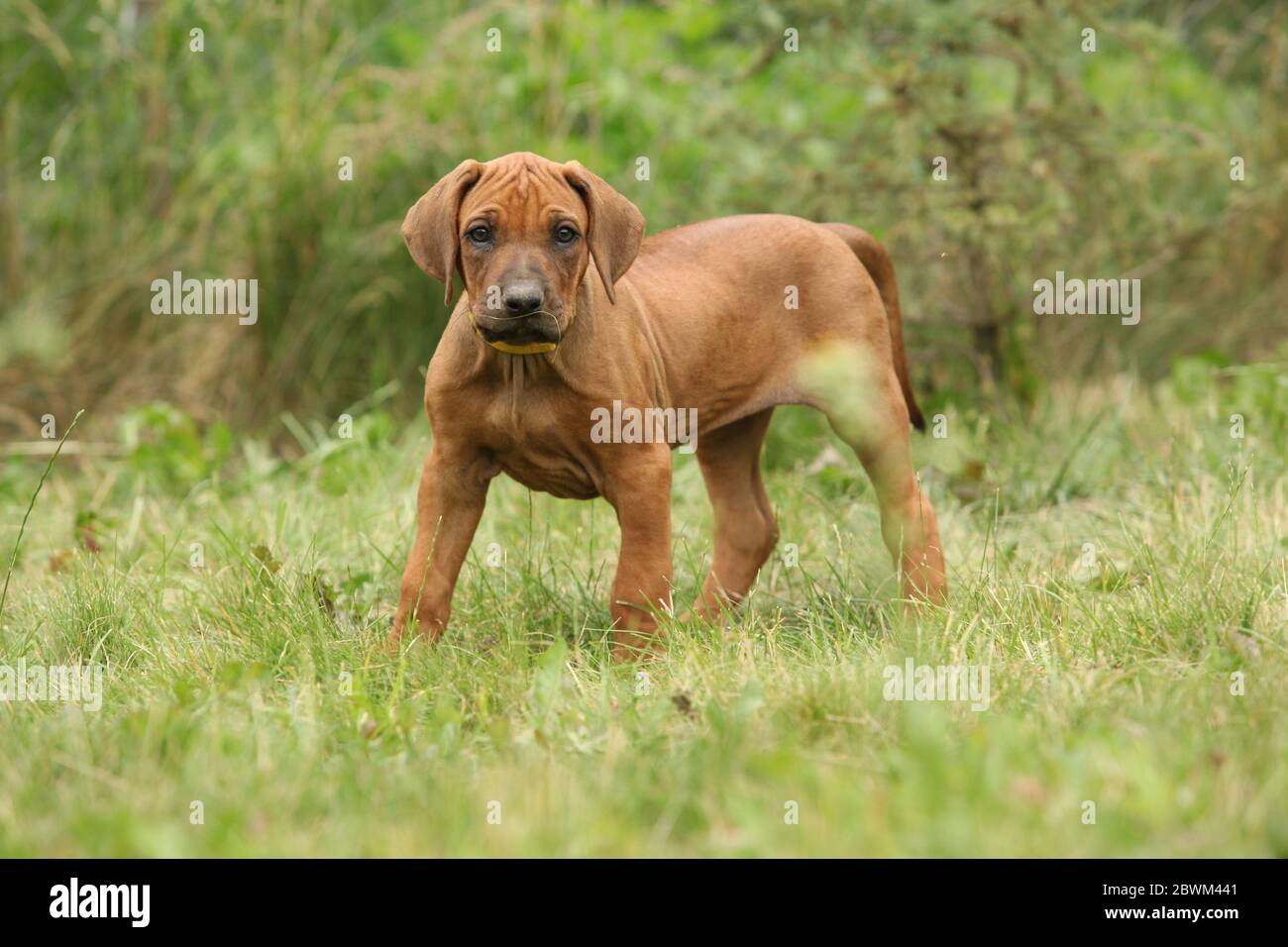 Adorable puppy of rhodesian ridgeback standing in the garden Stock ...
