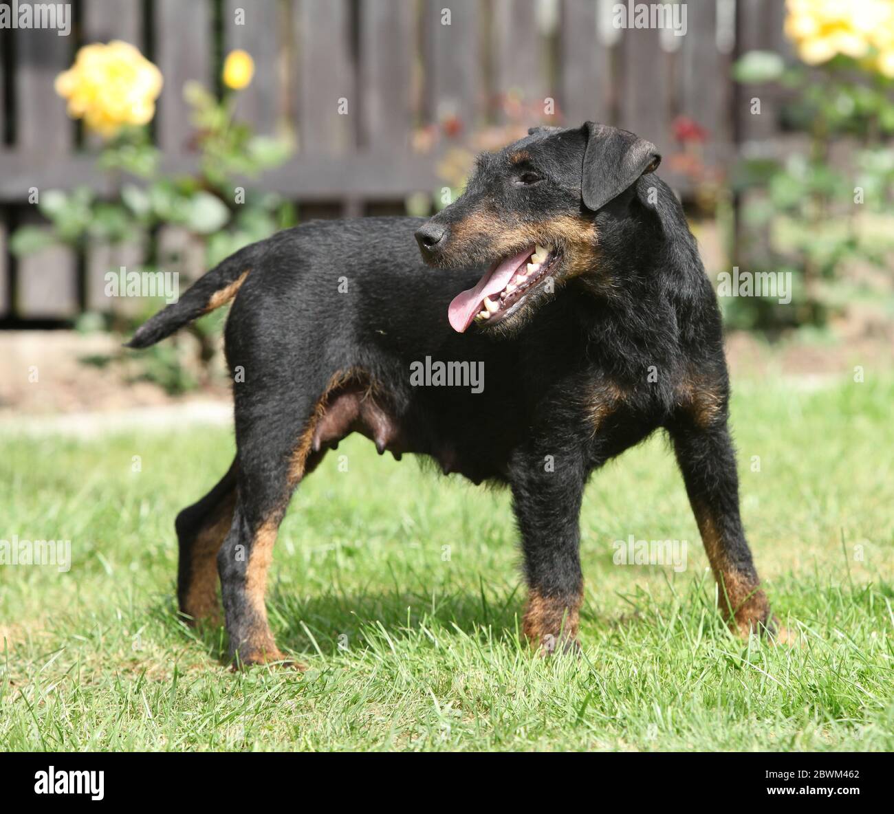 Beautiful German Hunting Terrier standing in the garden Stock Photo - Alamy