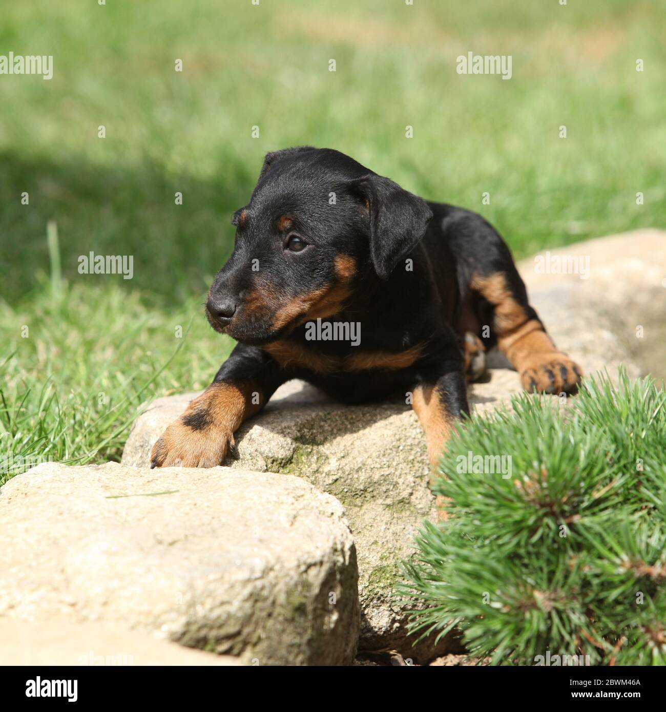 Beautiful puppy of German Hunting Terrier in the garden Stock Photo - Alamy