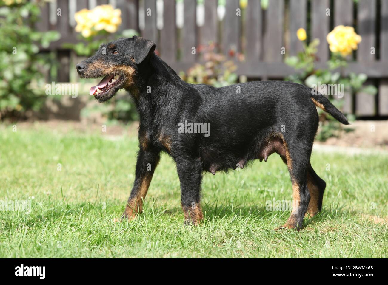 Deutscher jagdterrier hi-res stock photography and images - Alamy