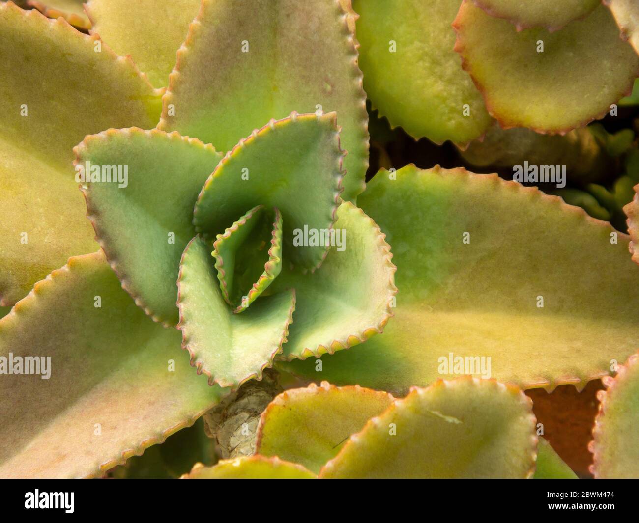 Tree leaves in the garden Has a star shape Stock Photo - Alamy