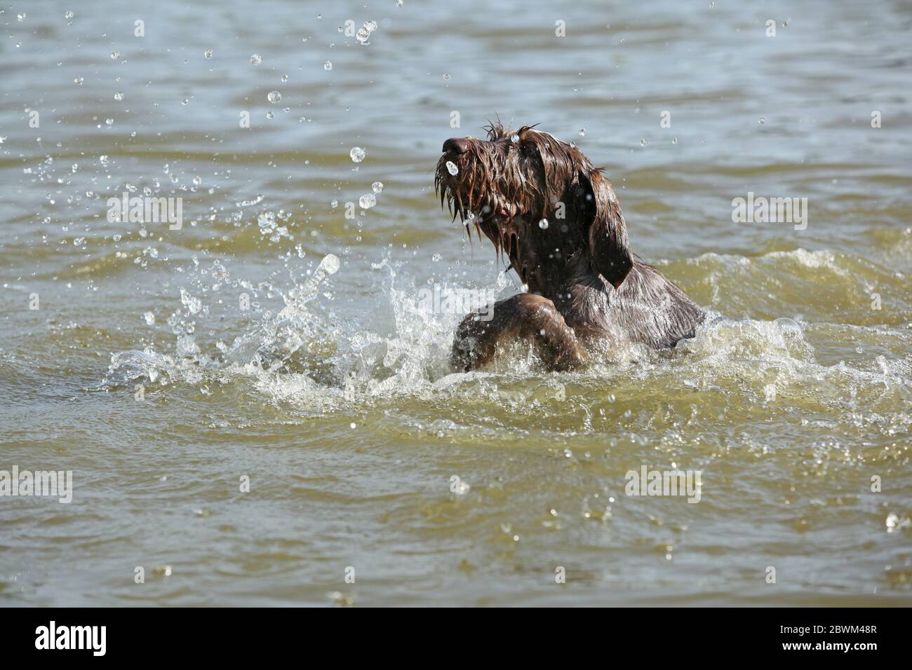 Italian water hound hi-res stock photography and images - Alamy