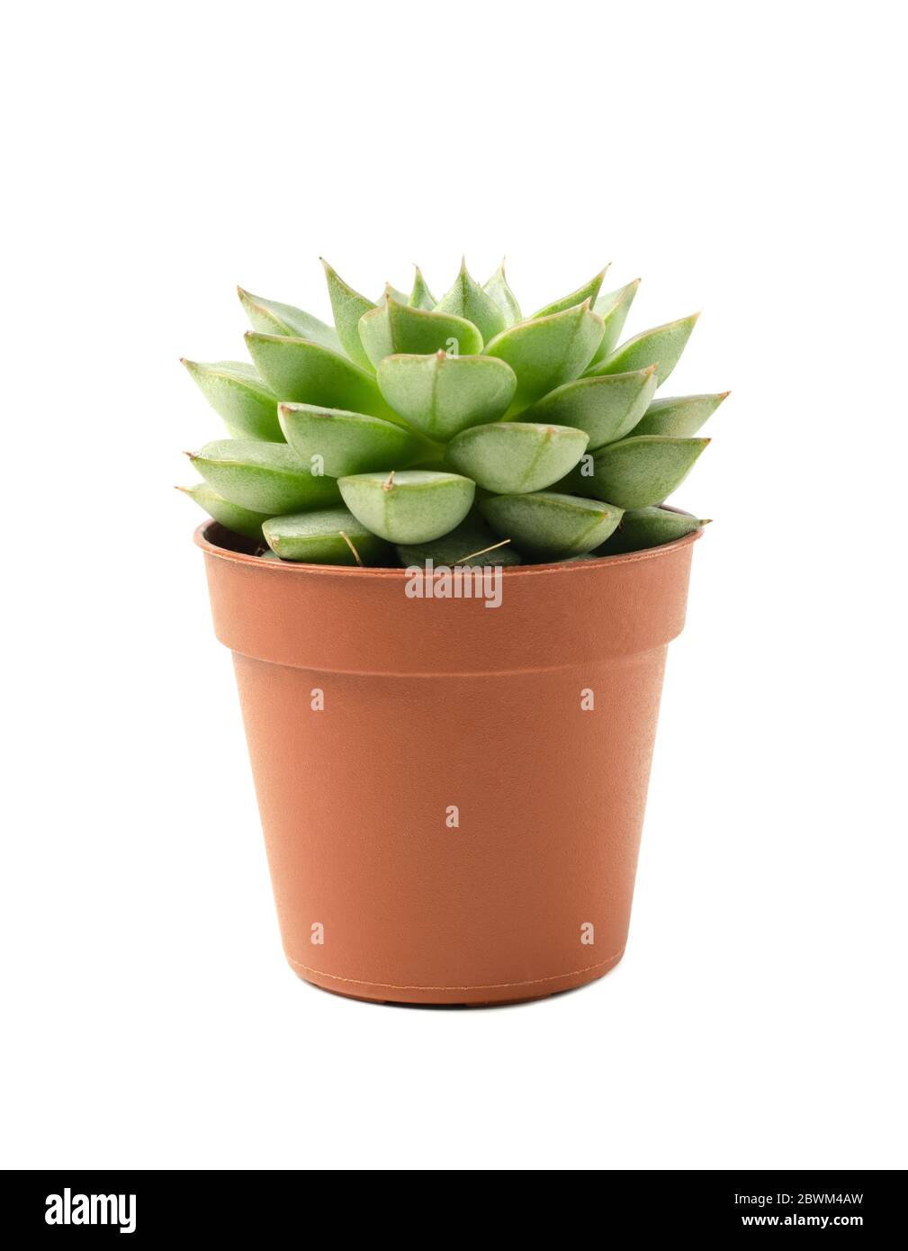 Succulent in pot isolated on a white background Stock Photo - Alamy
