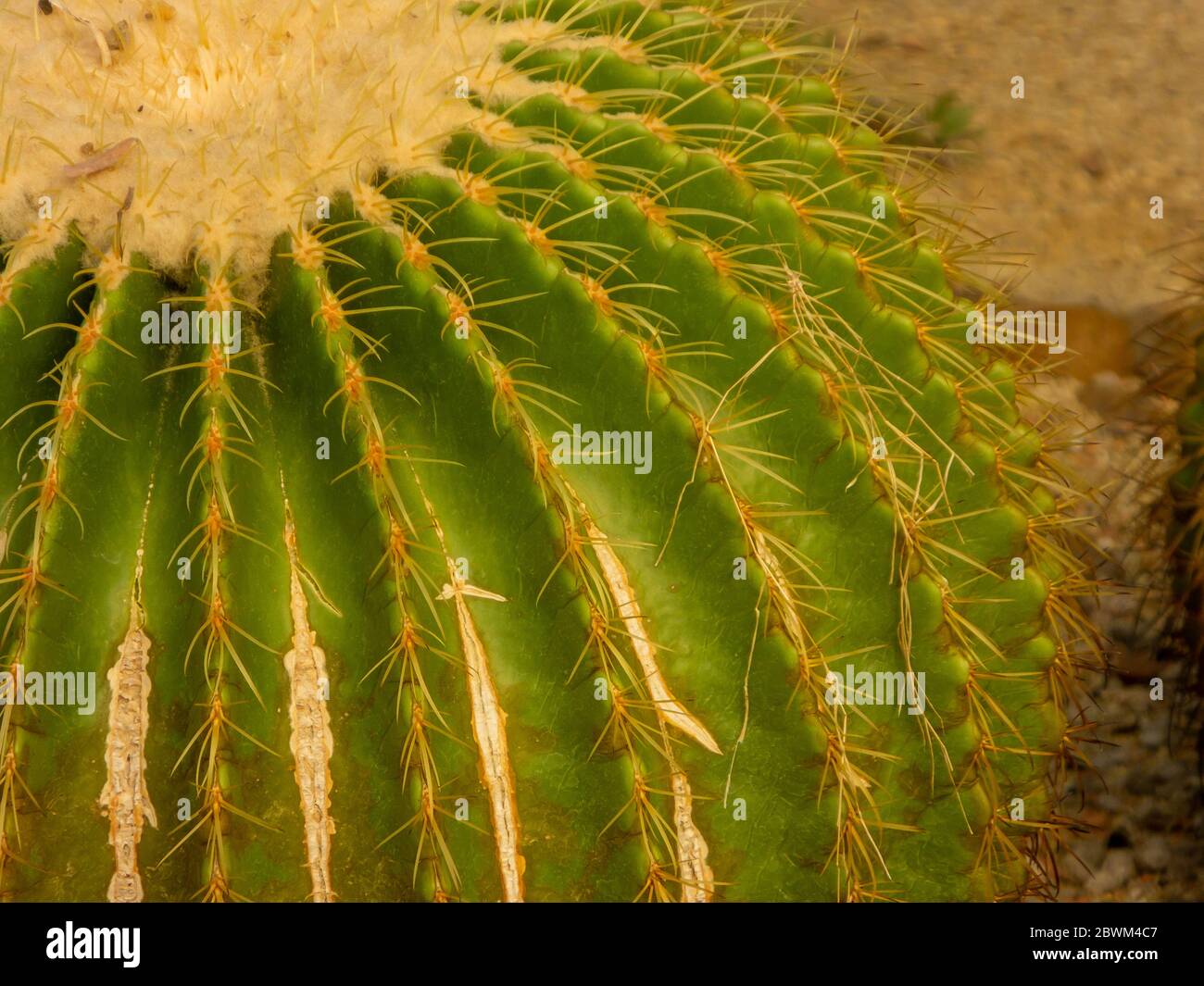 Cactus Looks like a large round shape with long spikes Stock Photo - Alamy