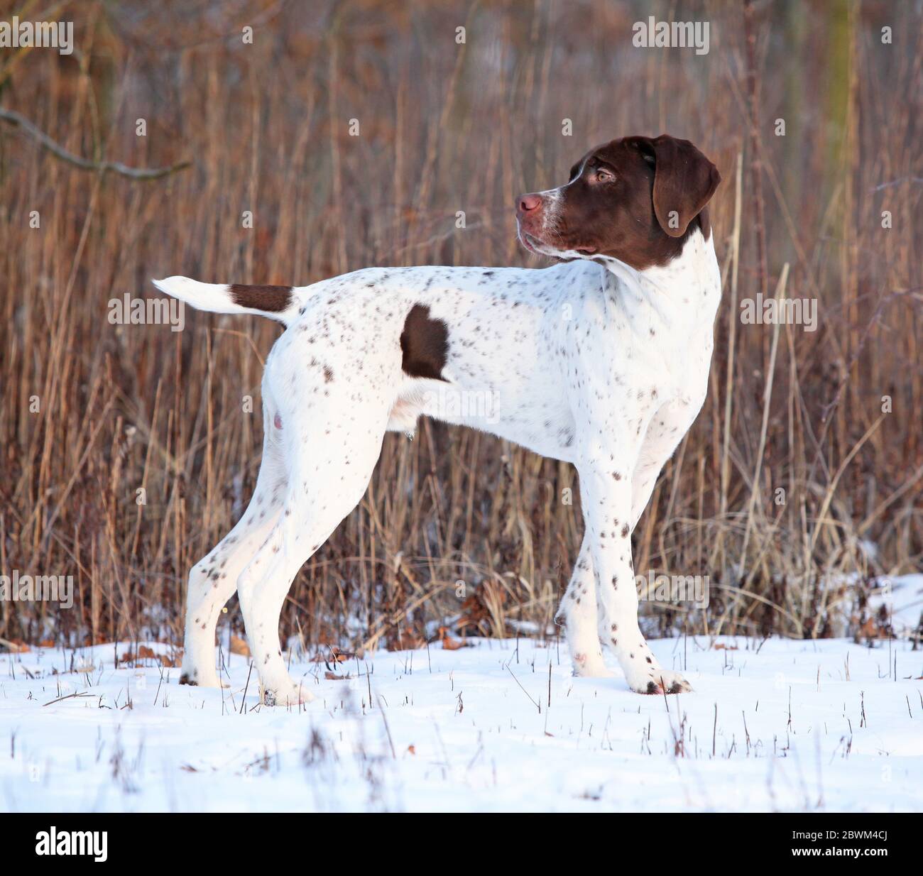Amazing French Pointing Dog standing in winter Stock Photo - Alamy