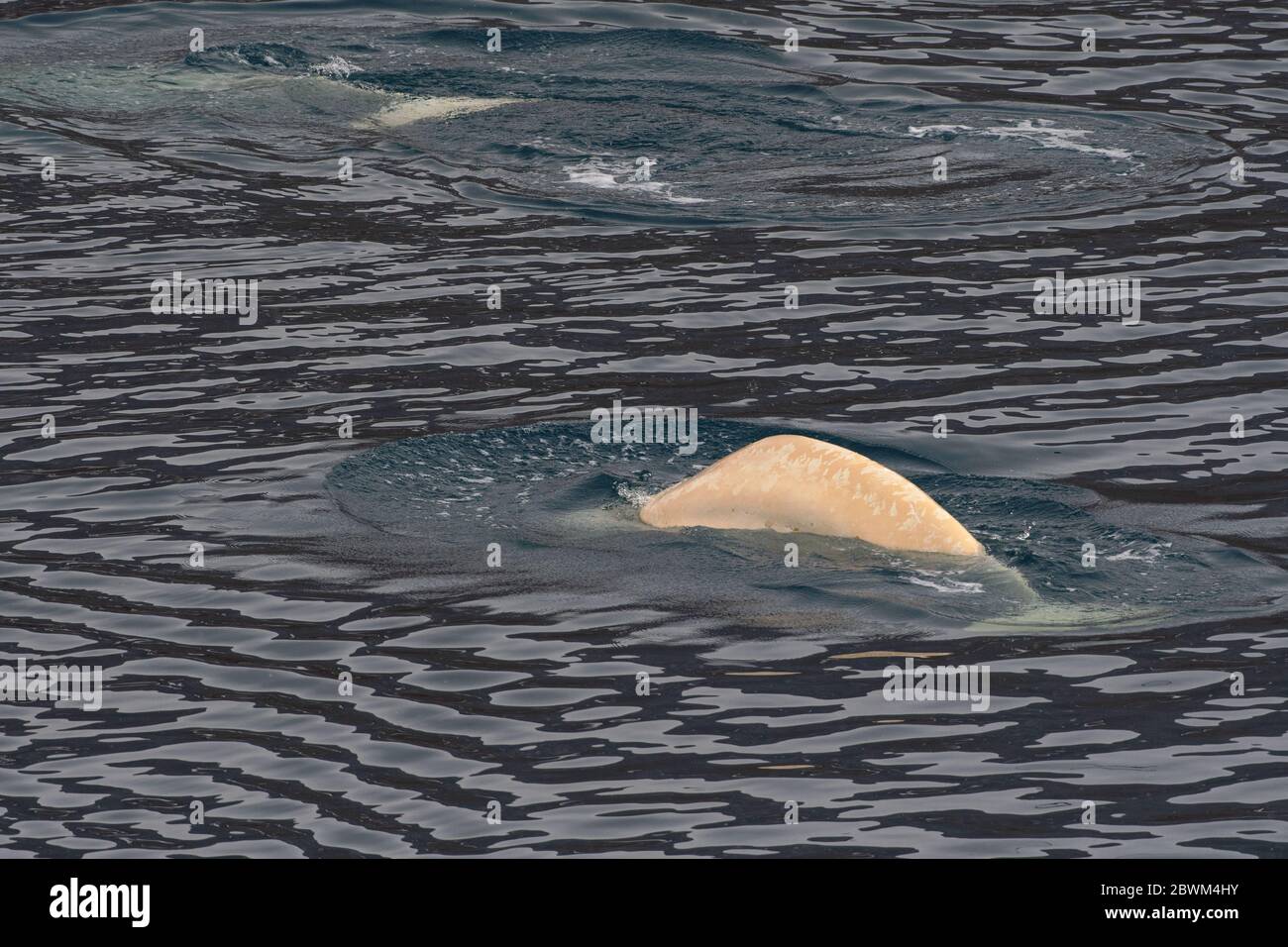 Svalbard beluga hi-res stock photography and images - Alamy
