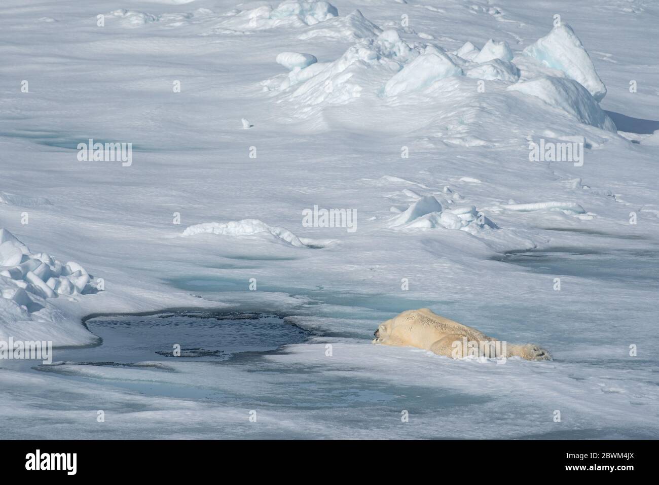A Polar Bear rests on a summer morning on the polar ice sheet around ...