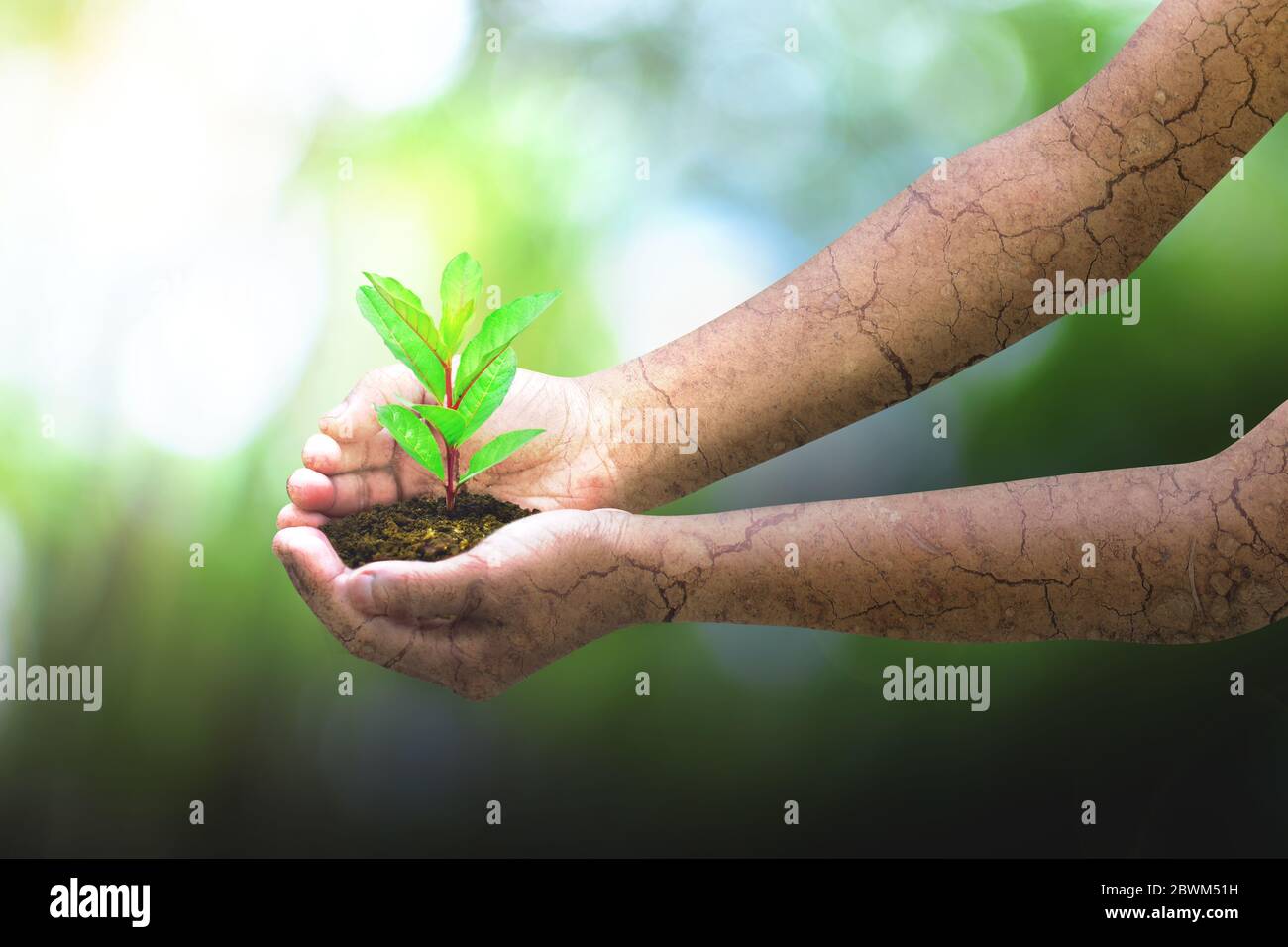 Human Hands Holding Green Plant Over Nature Background. Environment ...