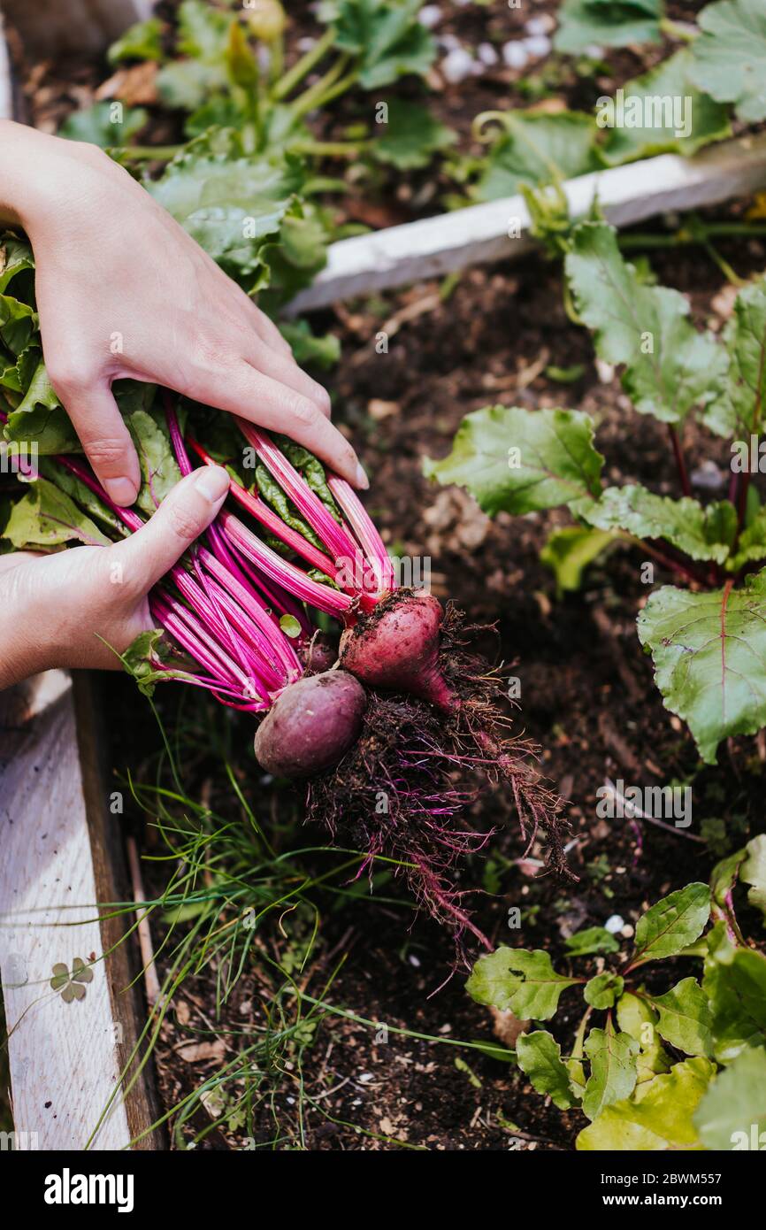 Hand holding fresh ripe beetroots in raised bed garden Stock Photo - Alamy