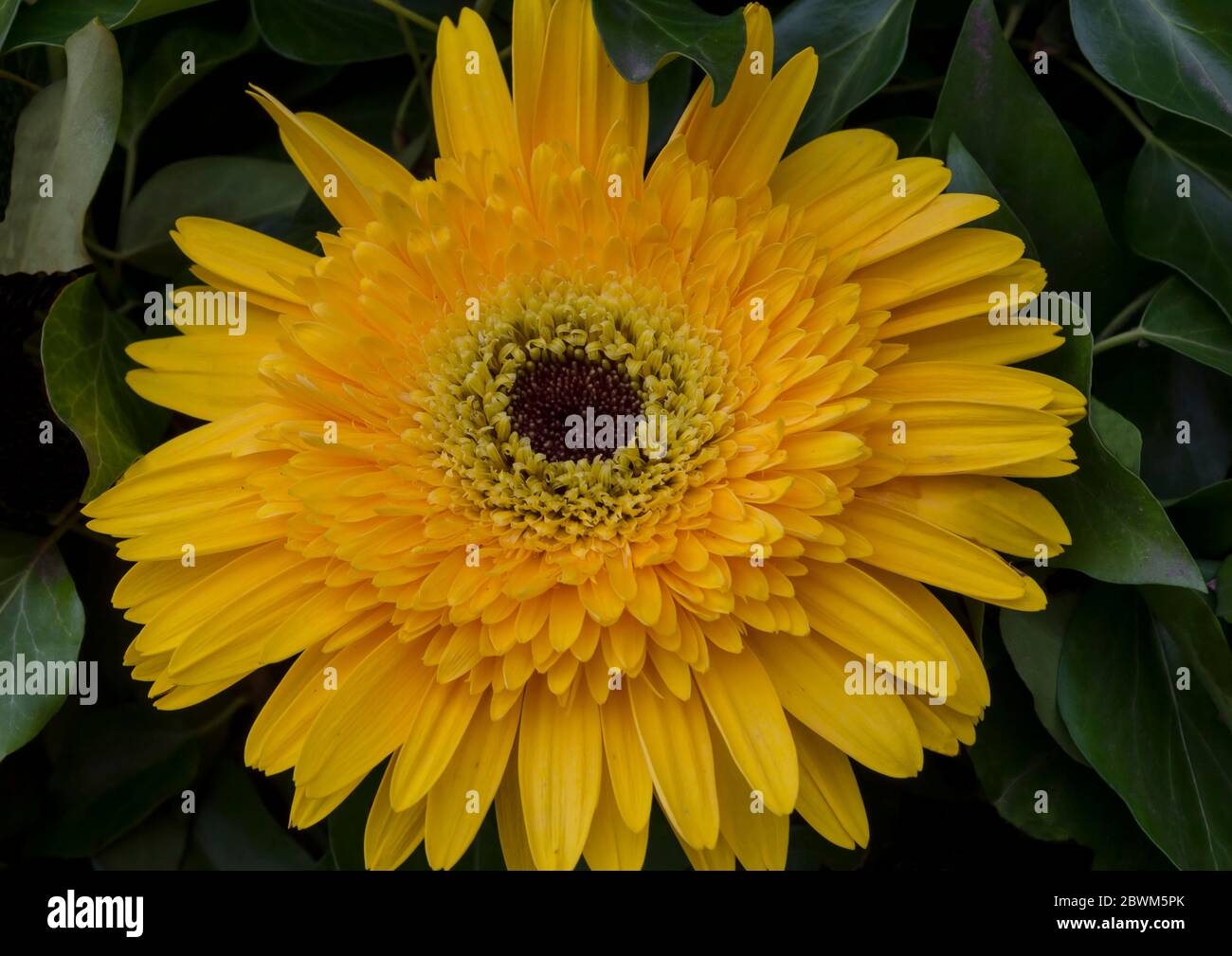 Single macro flower yellow gerbera in green background, Sofia, Bulgaria ...