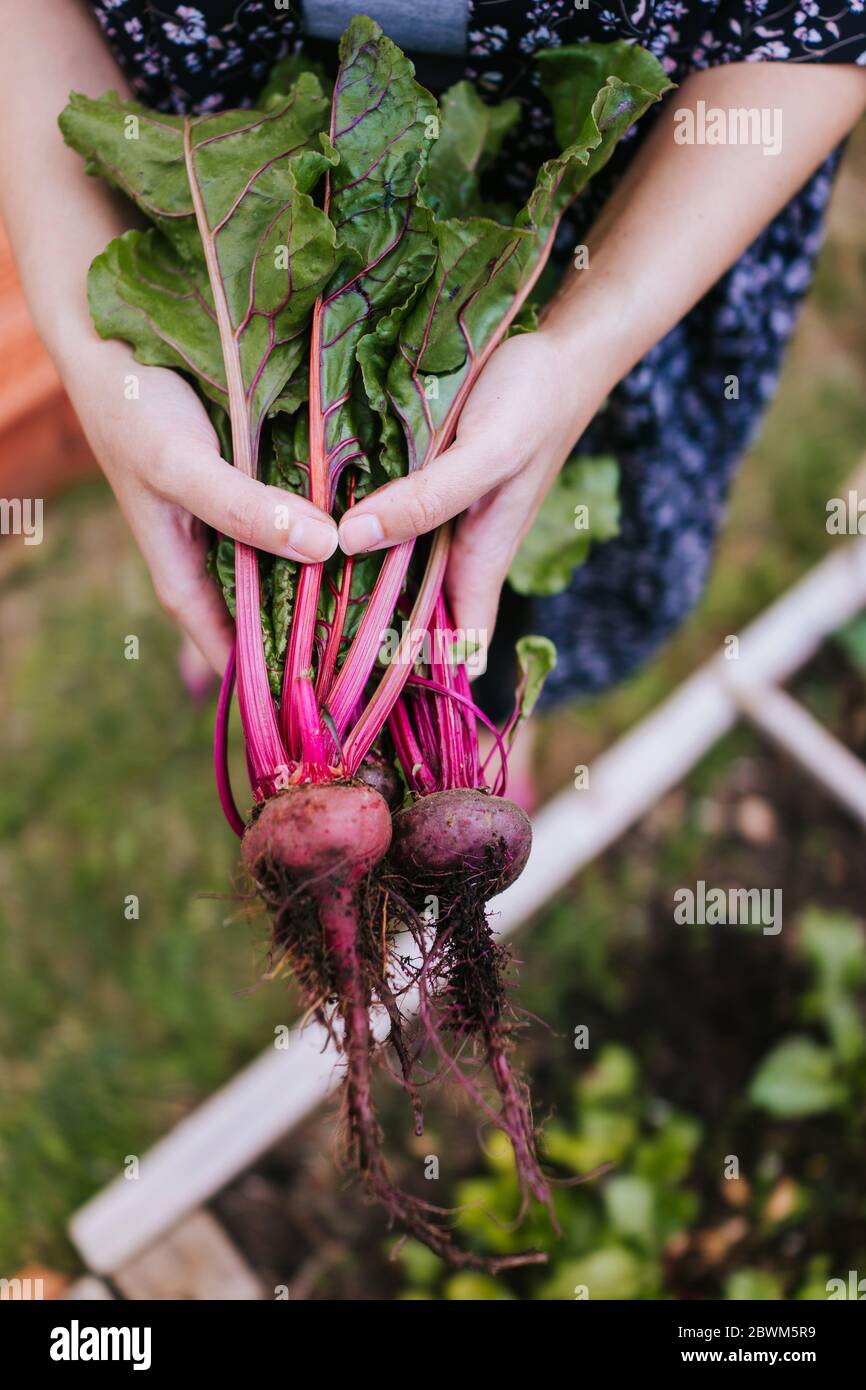Hand Holding Beetroots High Resolution Stock Photography and Images - Alamy