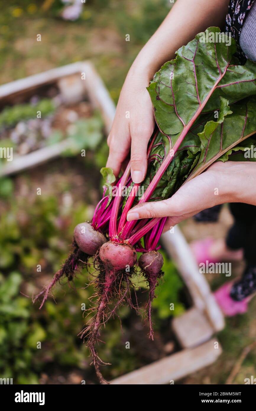 Hand holding fresh ripe beetroots in raised bed garden Stock Photo - Alamy