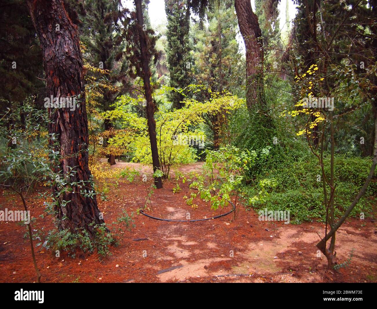 Botanical garden of Athens (Greece Stock Photo - Alamy