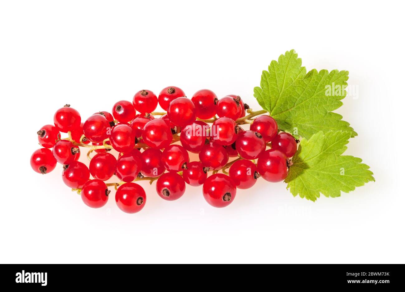Red currants isolated on white background Stock Photo - Alamy