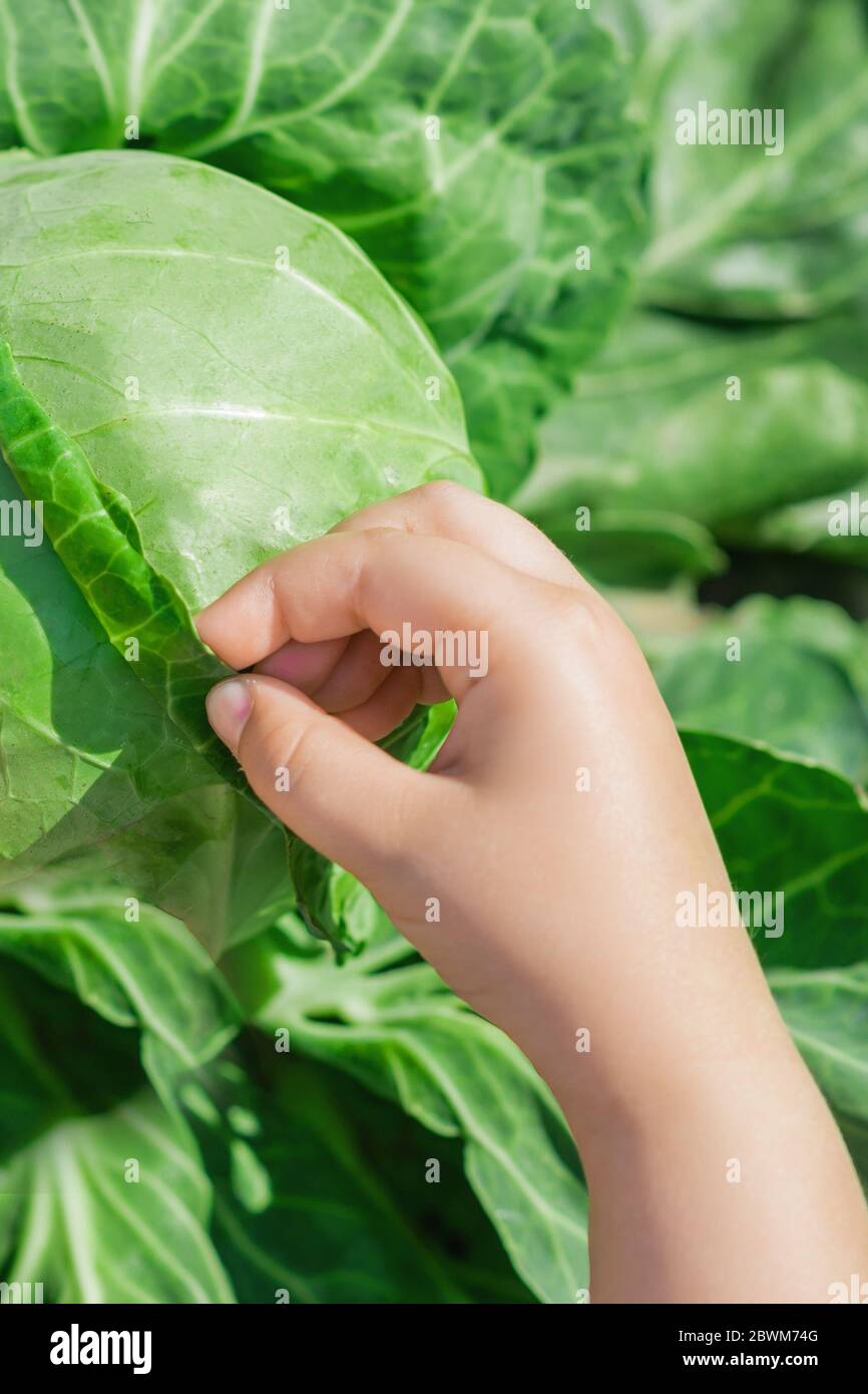 Close up of white cabbage and hand of child touching it. Harvesting ...