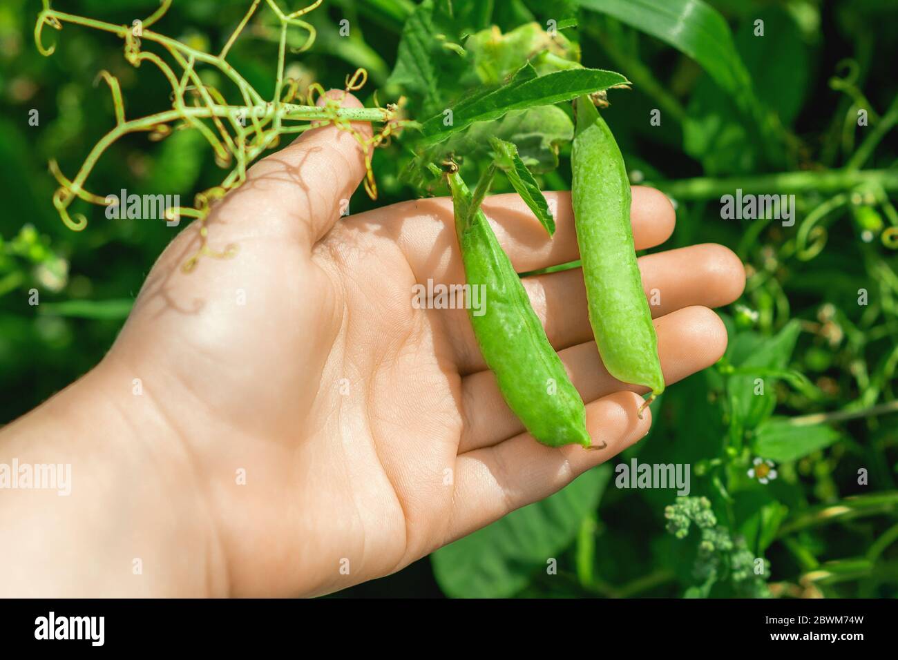 Close up of child's hand with pea pod over green leaves in the garden ...