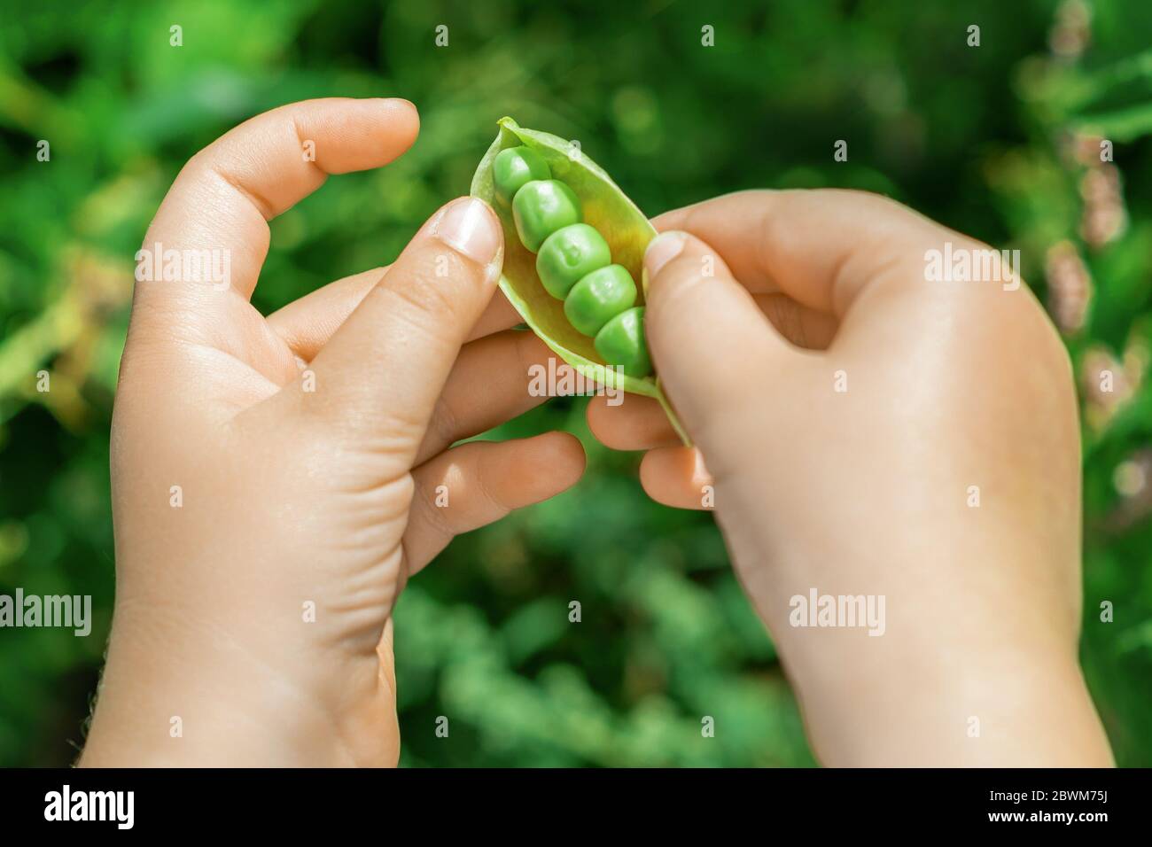 Hands holding peas in a pod hi-res stock photography and images - Alamy