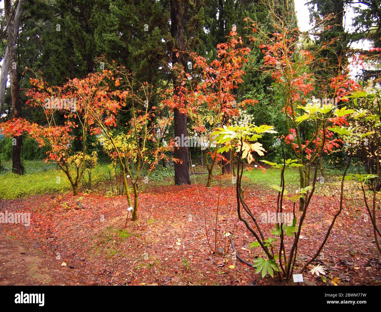 Botanical garden of Athens (Greece Stock Photo - Alamy