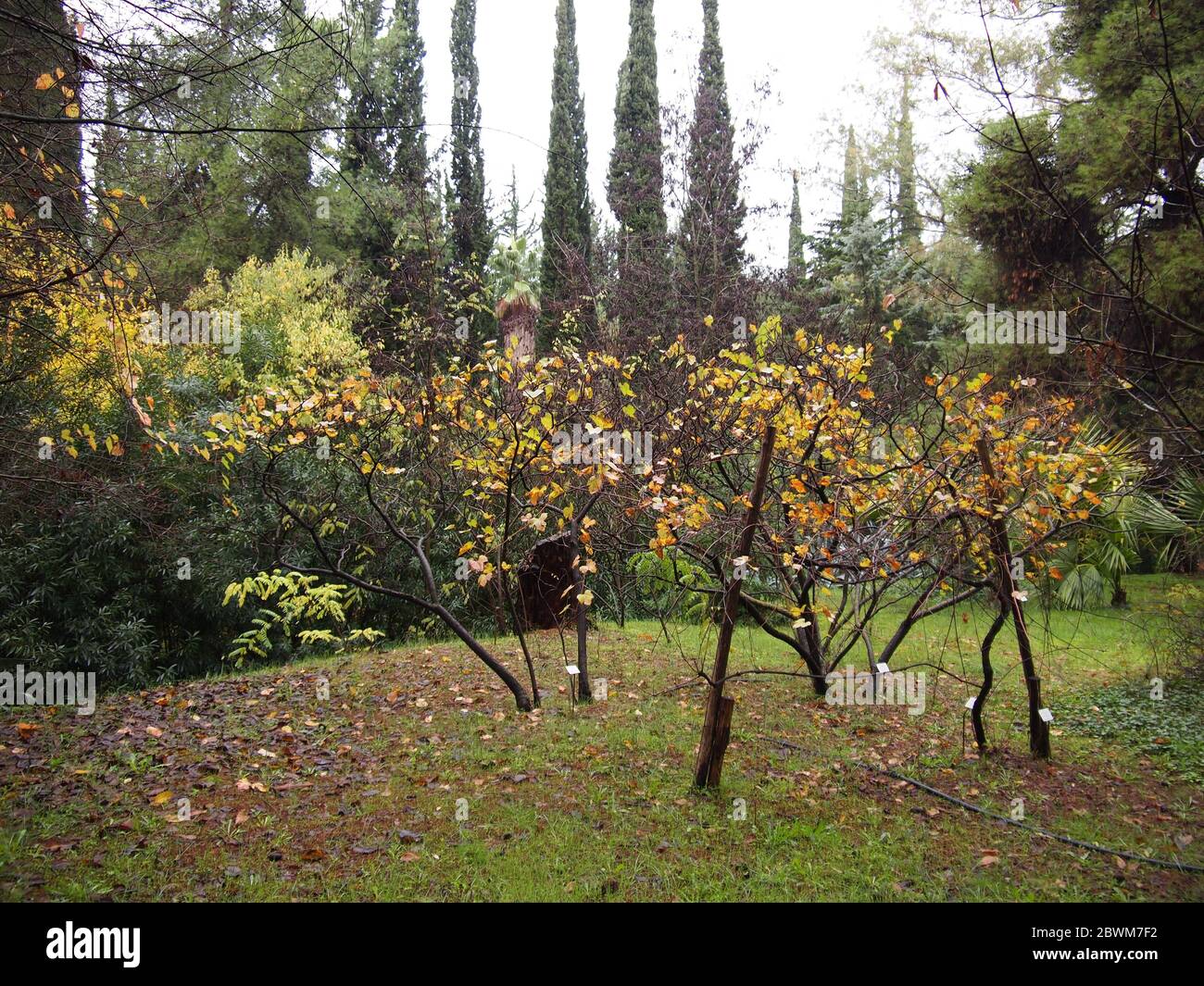 Botanical garden of Athens (Greece Stock Photo - Alamy