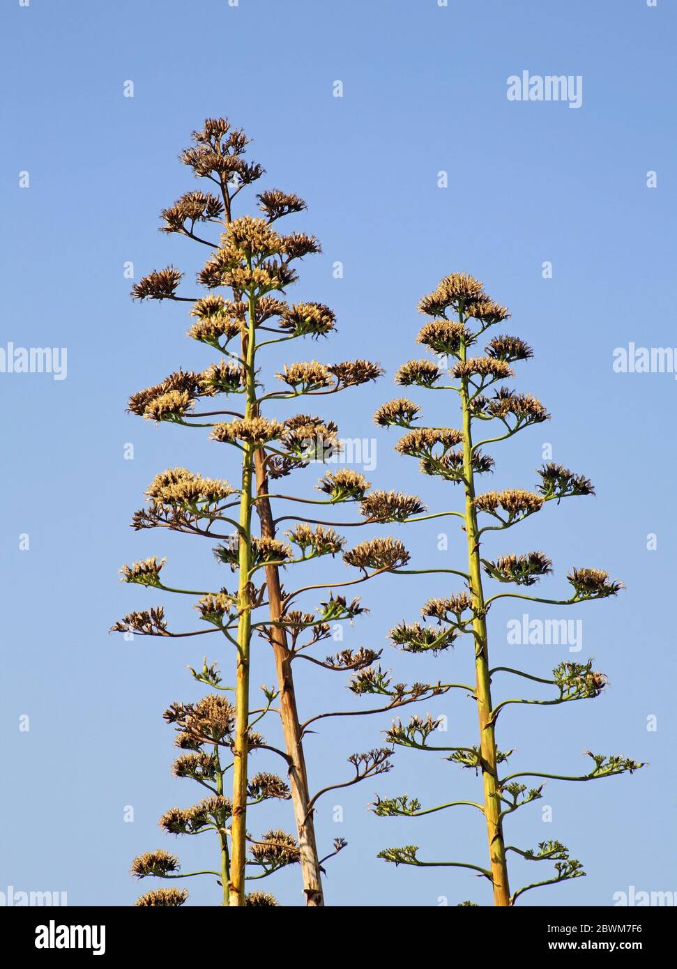 Athens scenery hi-res stock photography and images - Alamy