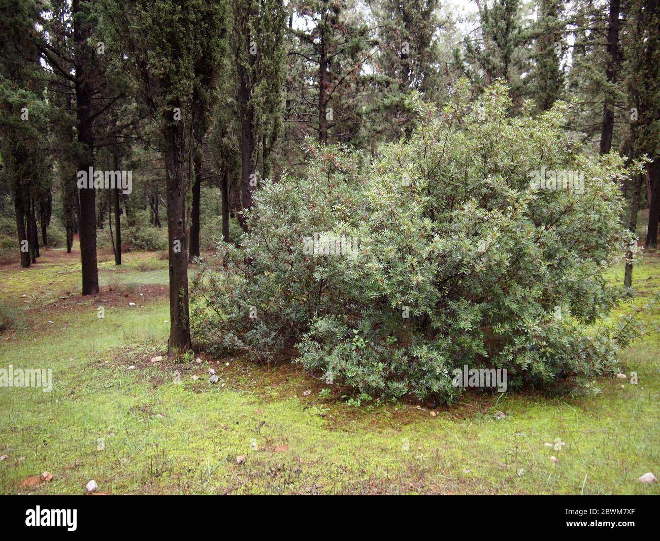 Botanical garden of Athens (Greece Stock Photo - Alamy