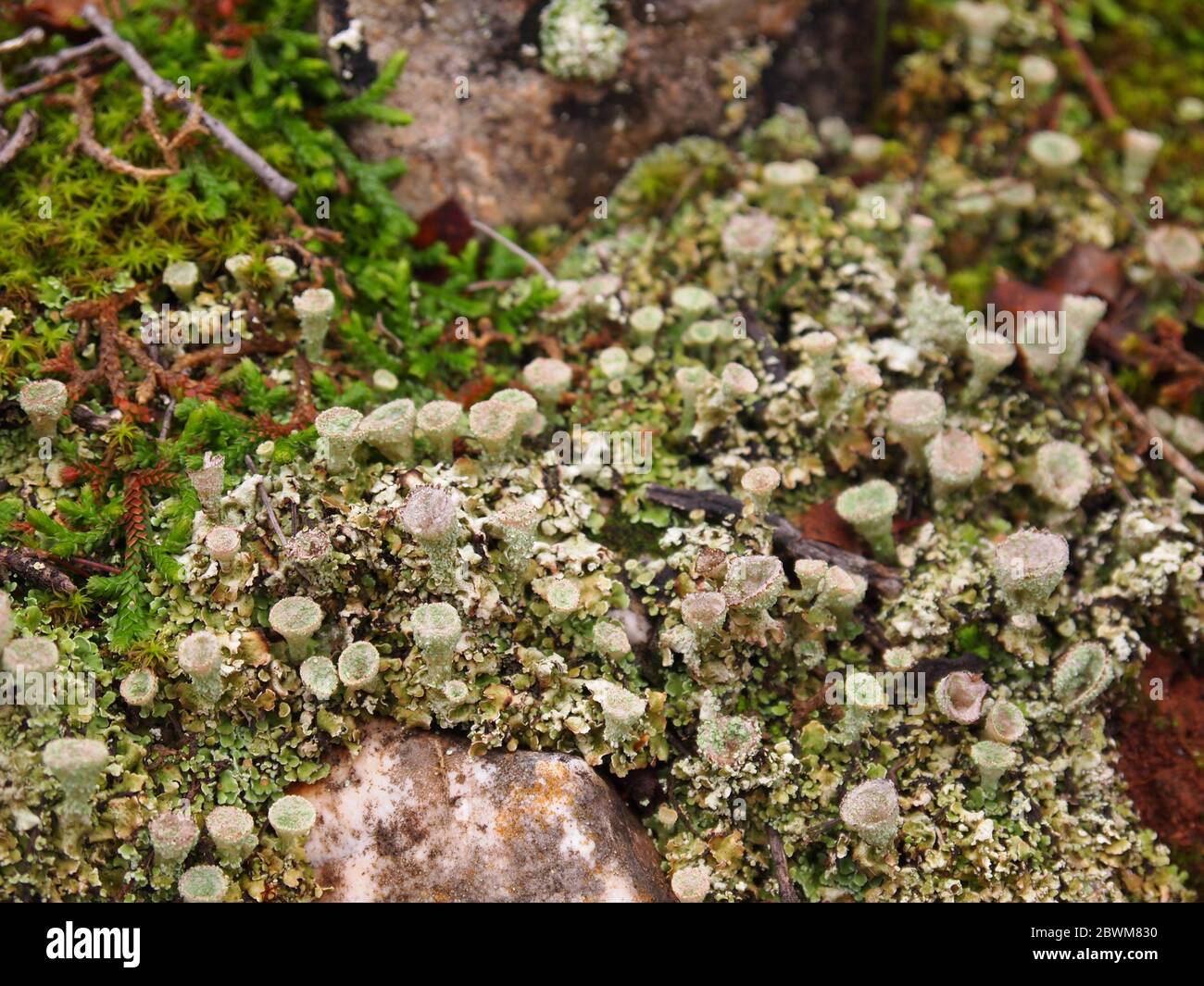 Botanical garden of Athens (Greece Stock Photo - Alamy