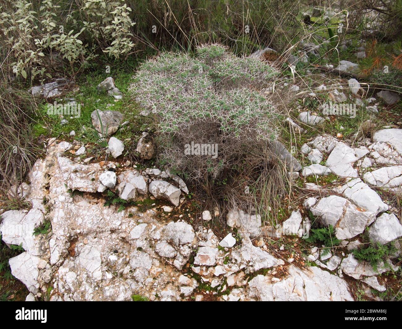 Botanical garden of Athens (Greece Stock Photo - Alamy