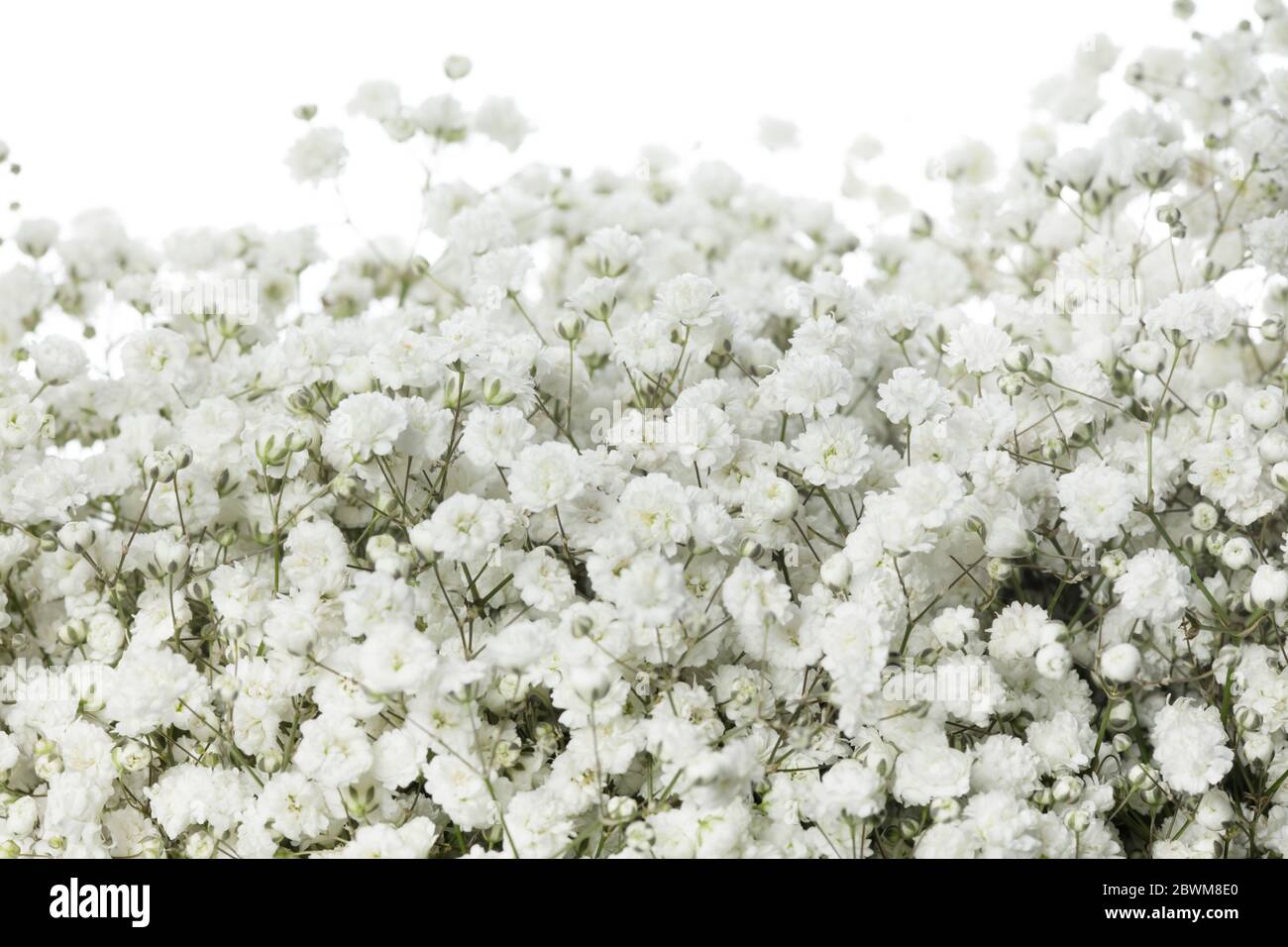 Gypsophila compact white. Close up beautiful flowers isolated on white ...