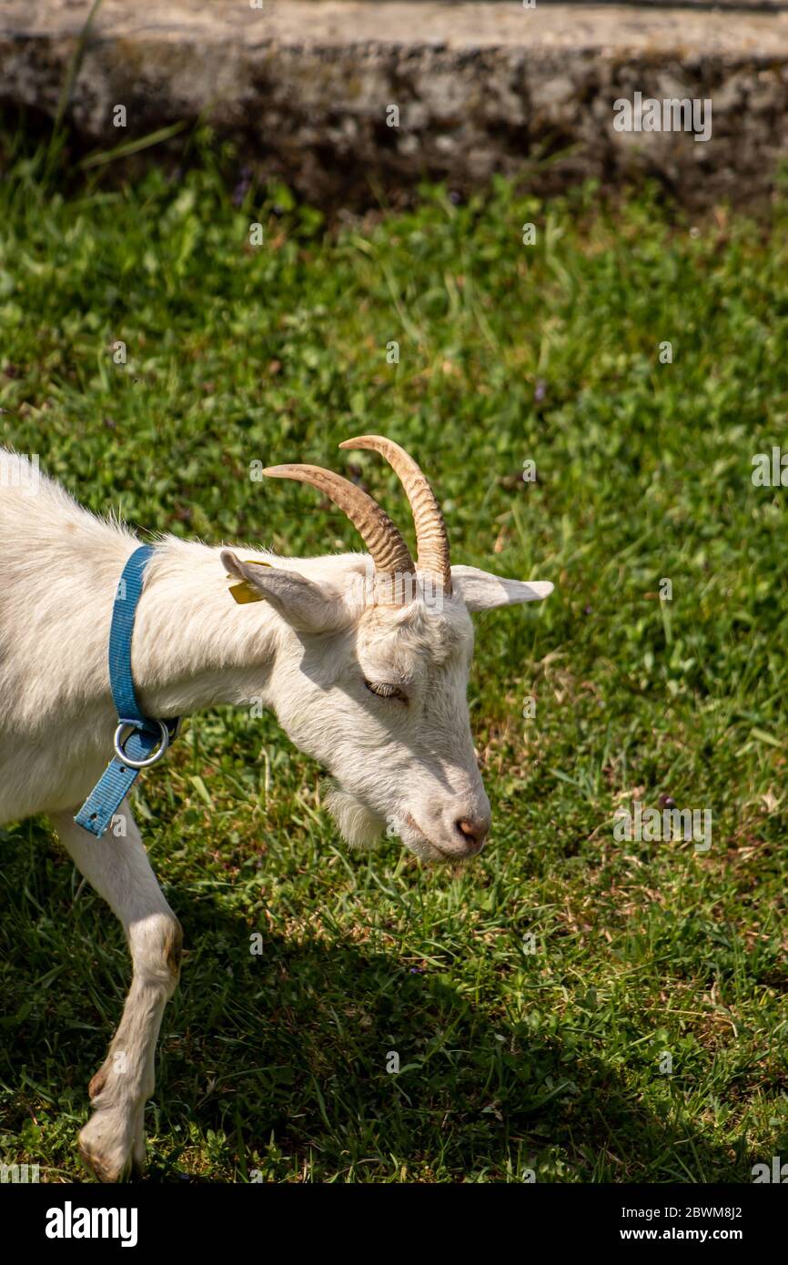Adult goat close up shot Stock Photo - Alamy
