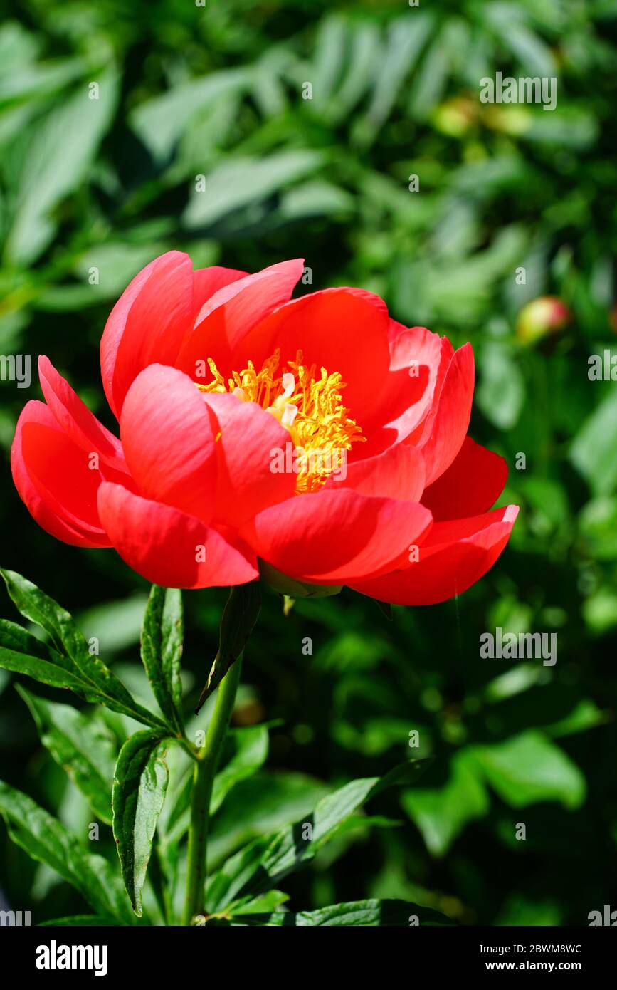 Coral Magic orange pink peony flower in bloom Stock Photo - Alamy