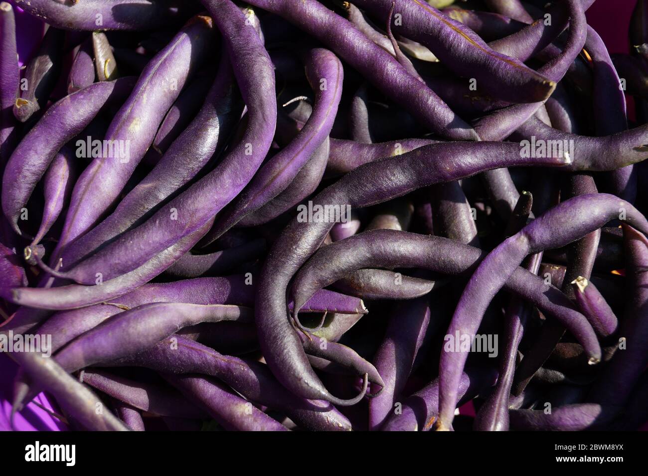 A bunch of green beans in an unusual purple color. Harvest Stock Photo ...